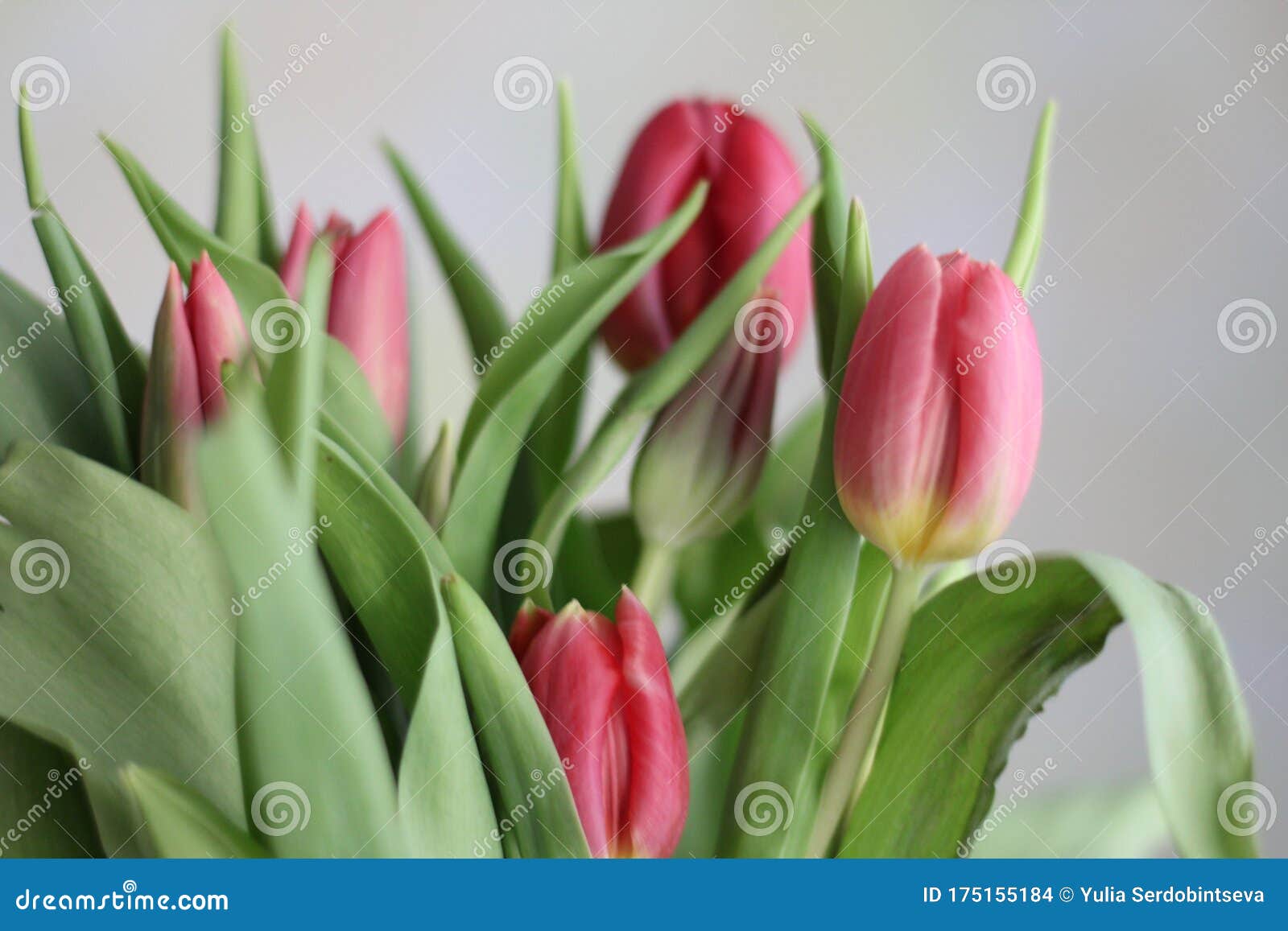 Spring Flowers. Tulip Bouquet on the Bokeh Background Stock Photo ...