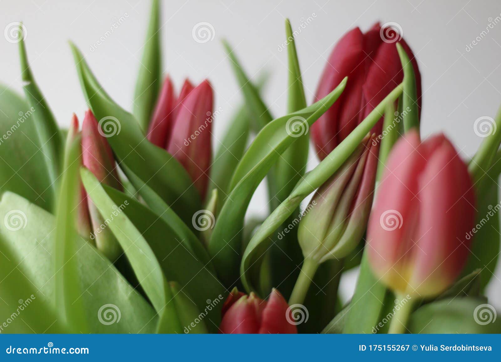 Spring Flowers. Tulip Bouquet on the Bokeh Background Stock Image ...