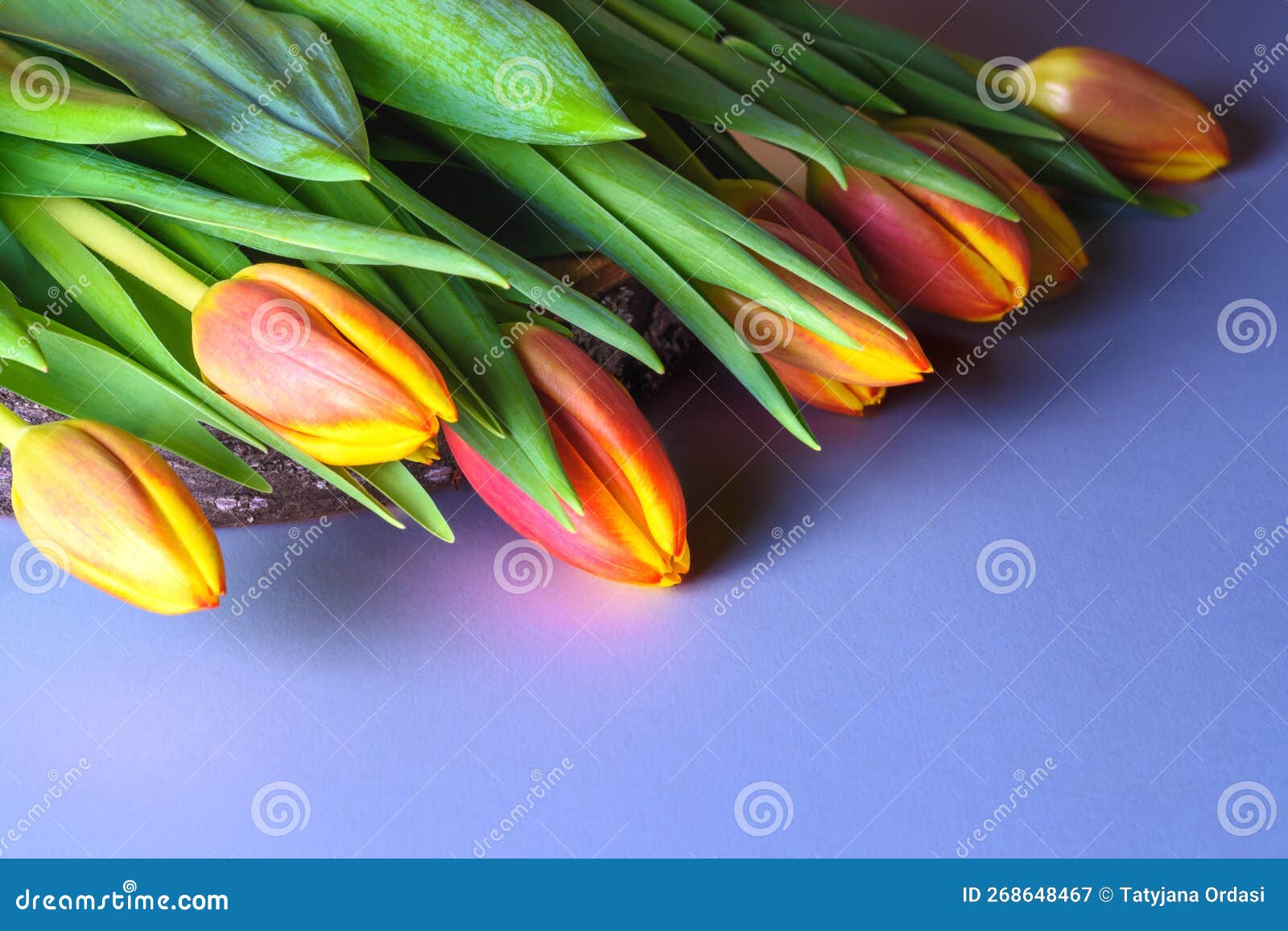 Spring flowers tulips stock image. Image of march, mother - 268648467