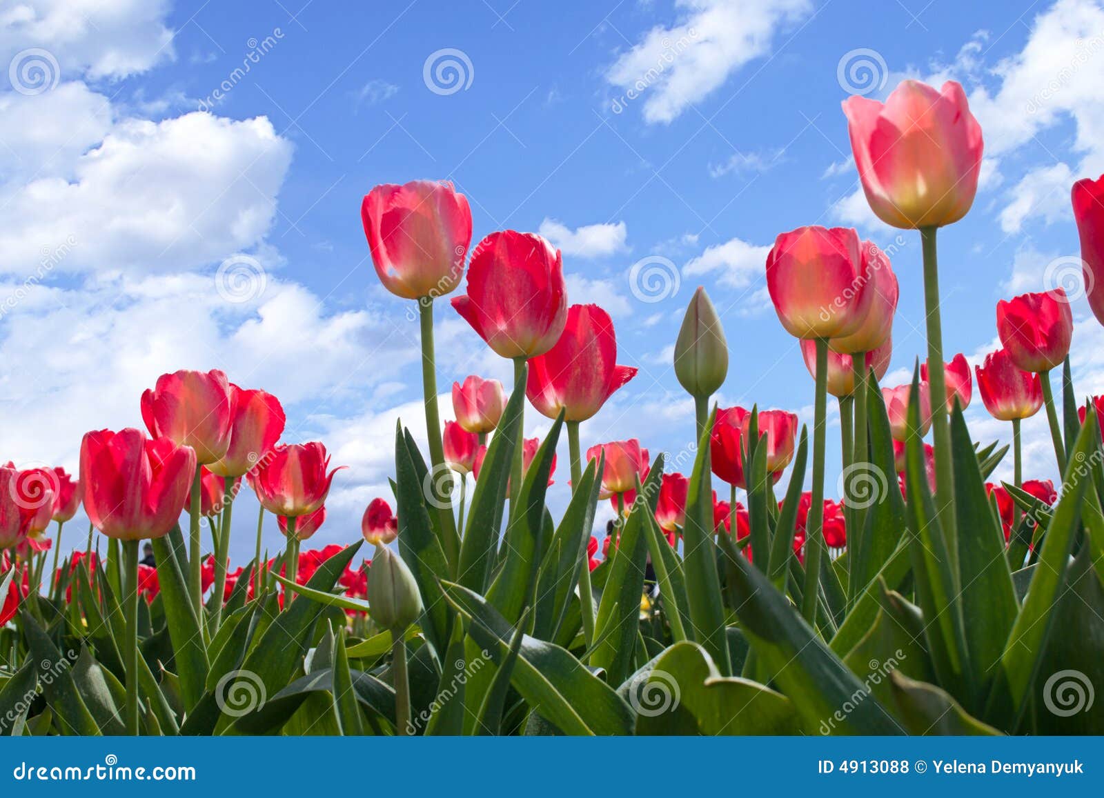 Spring Flowers Tulips in Blue Sky Stock Photo - Image of variety, bunch ...