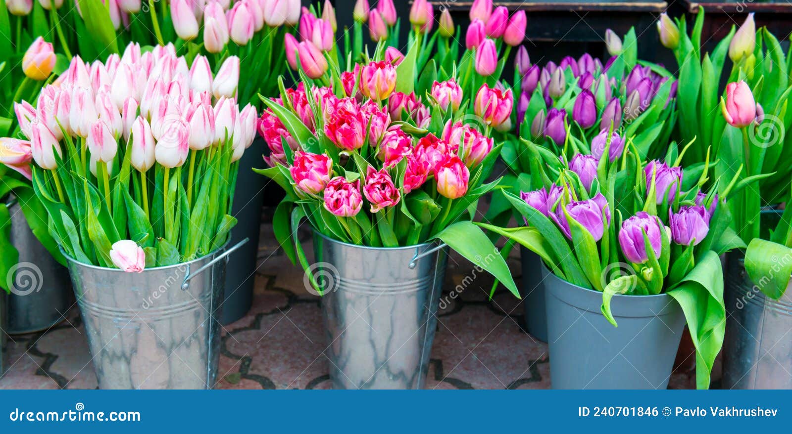 Spring Flowers Tulips in Buckets Stock Photo - Image of season, street ...