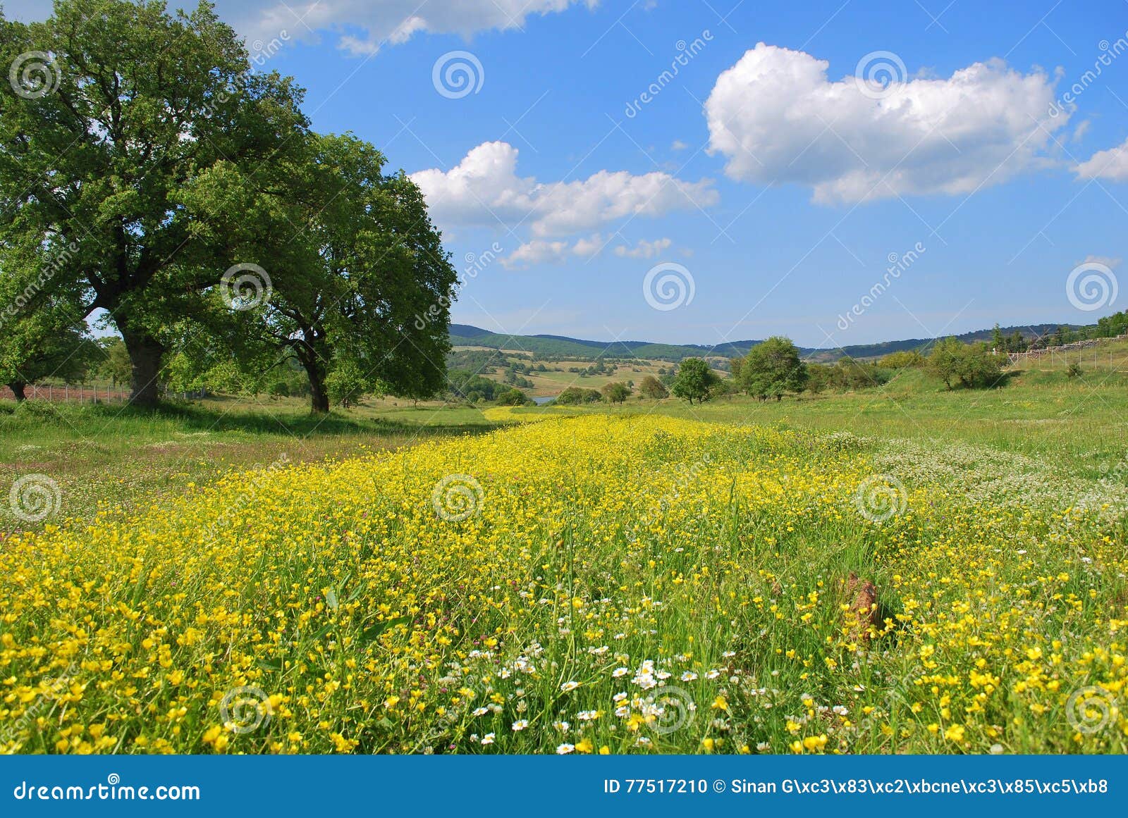 Spring Flowers in Turkey stock photo. Image of forest - 77517210