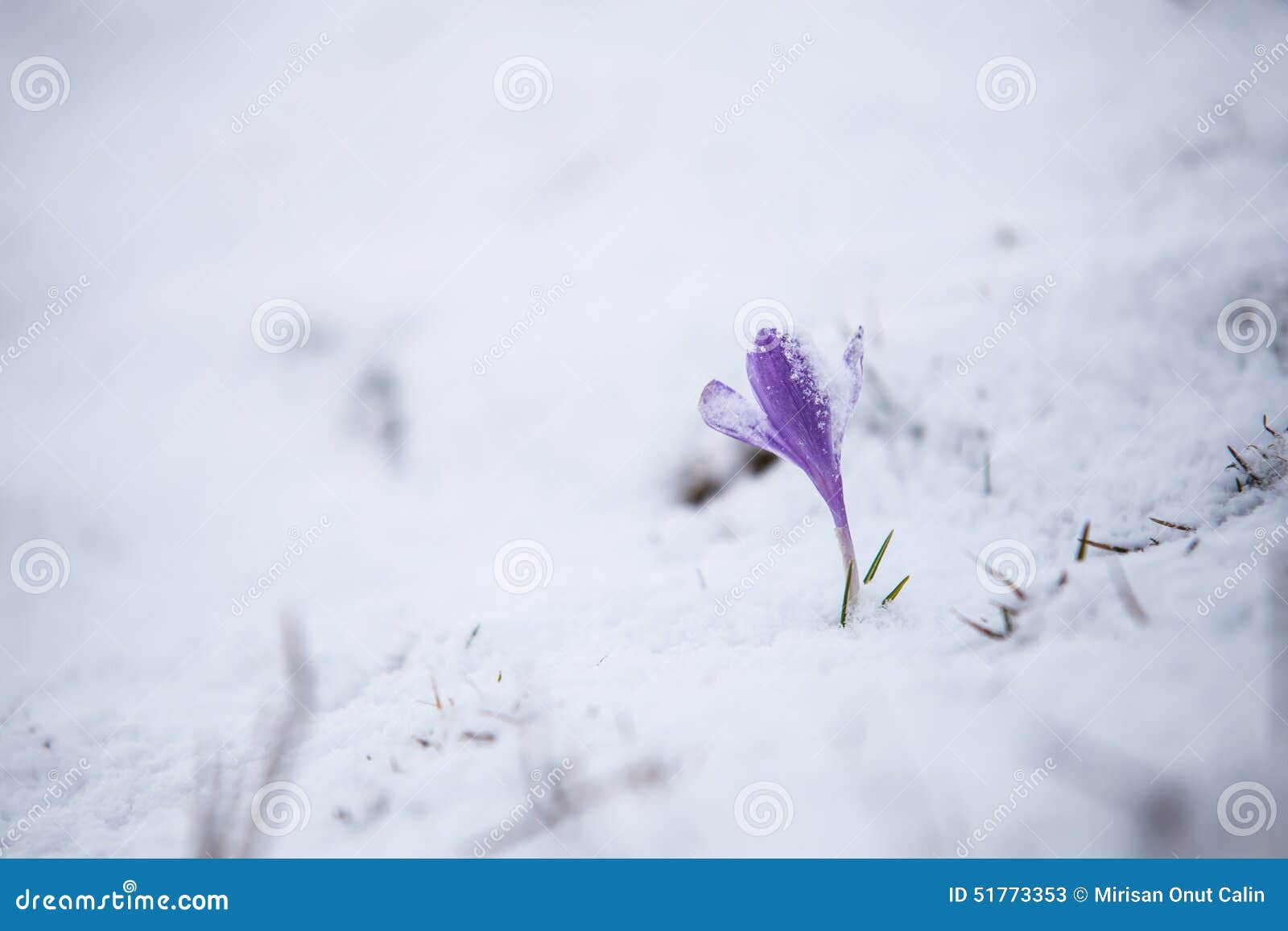 Spring Flowers Under the Snow Stock Image - Image of garden, leaf: 51773353