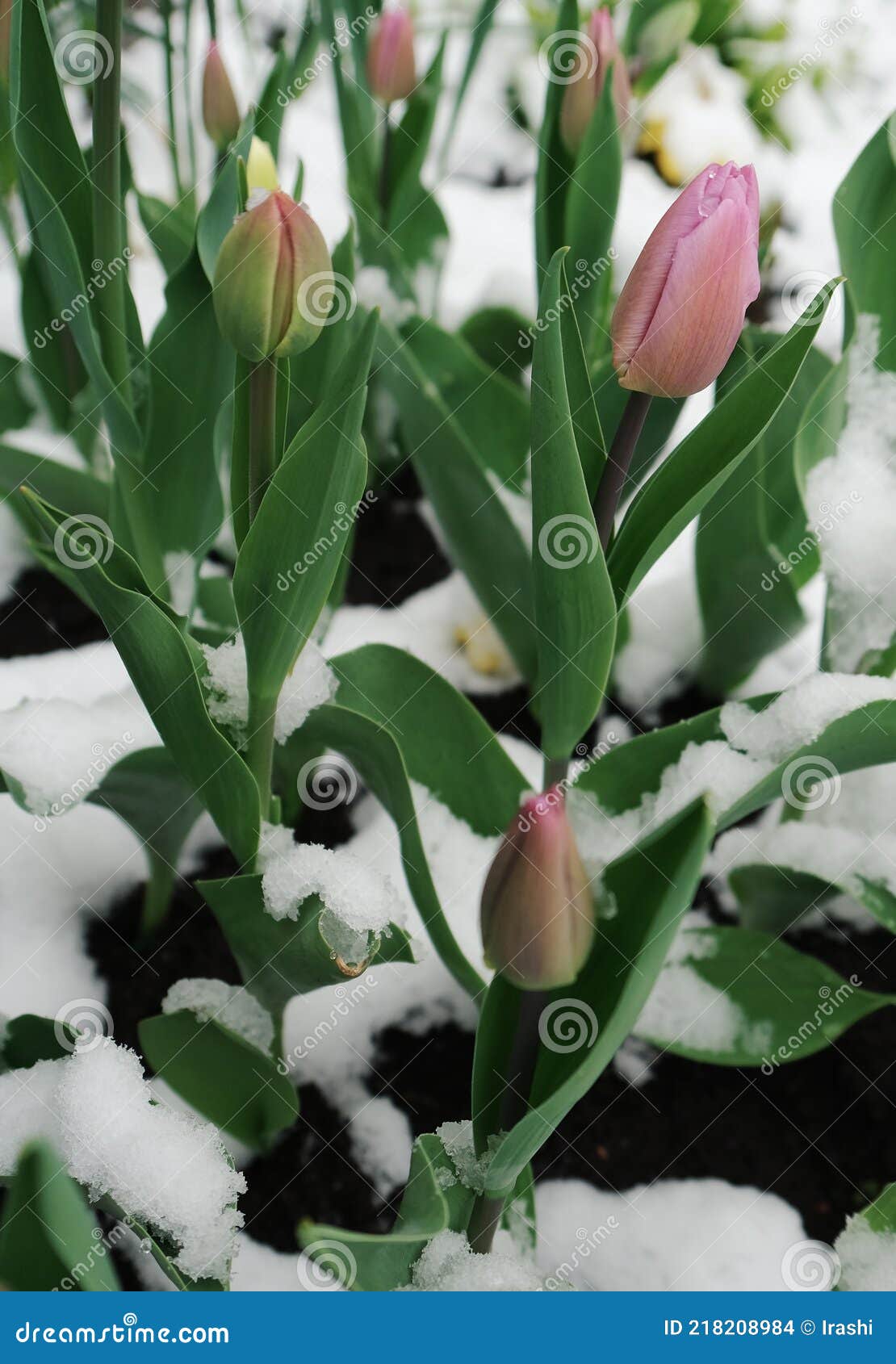 Spring flowers under snow stock photo. Image of winter - 218208984