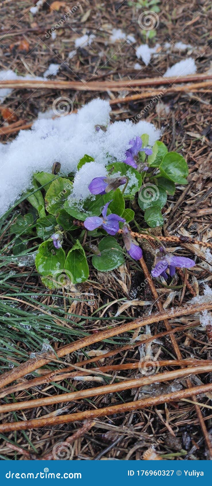 Spring Flowers Under the Snow. Violets Under the Snow Stock Image ...