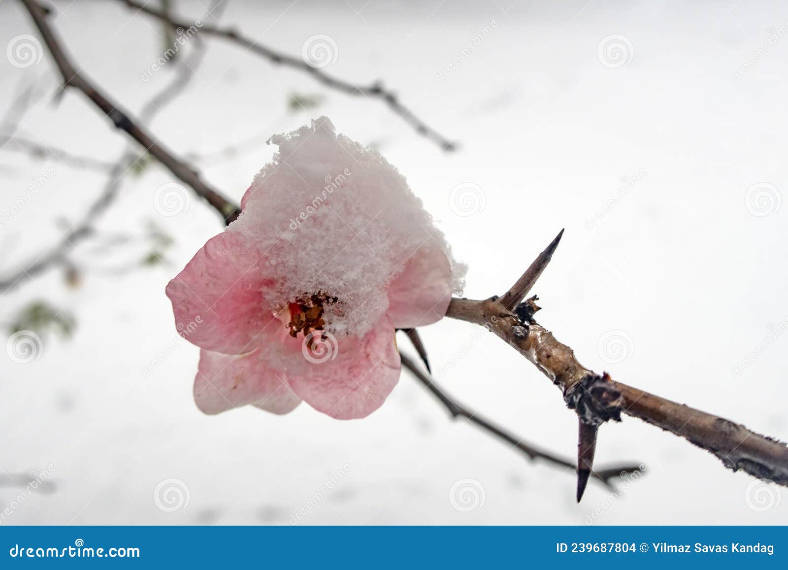 Spring Flowers Under the Snow in Winter Season. Stock Photo - Image of ...