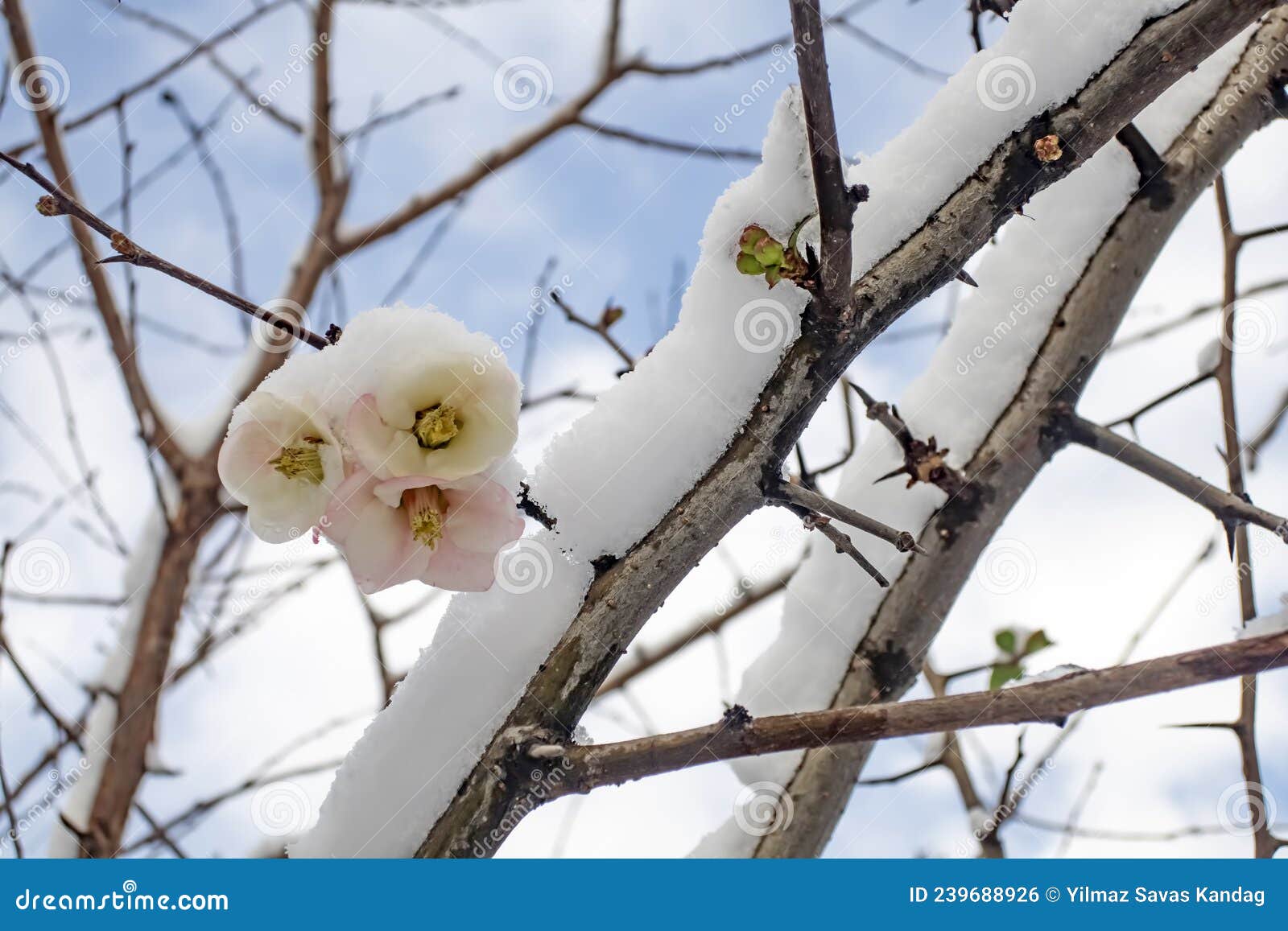 Spring Flowers Under the Snow in Winter Season. Stock Photo - Image of ...
