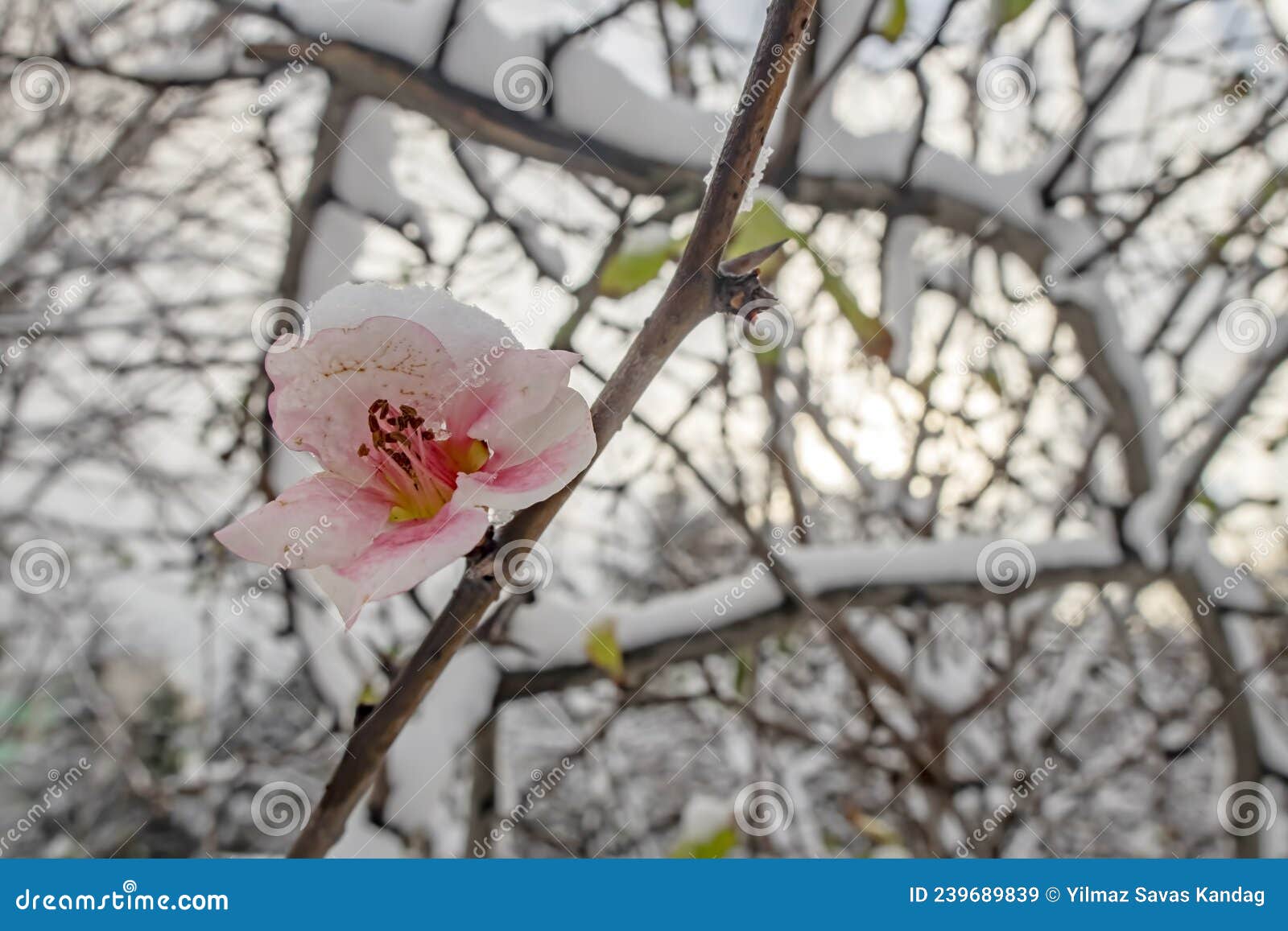 Spring Flowers Under the Snow in Winter Season. Stock Image - Image of ...