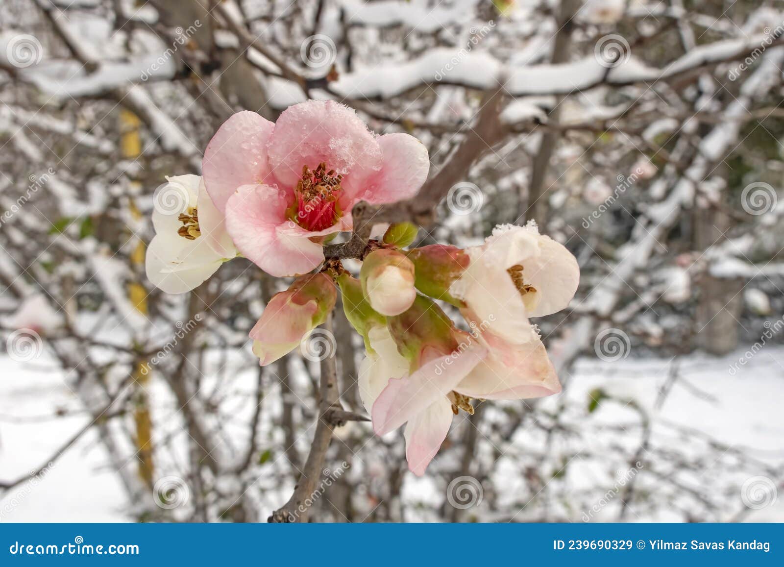 Spring Flowers Under the Snow in Winter Season. Stock Image - Image of ...