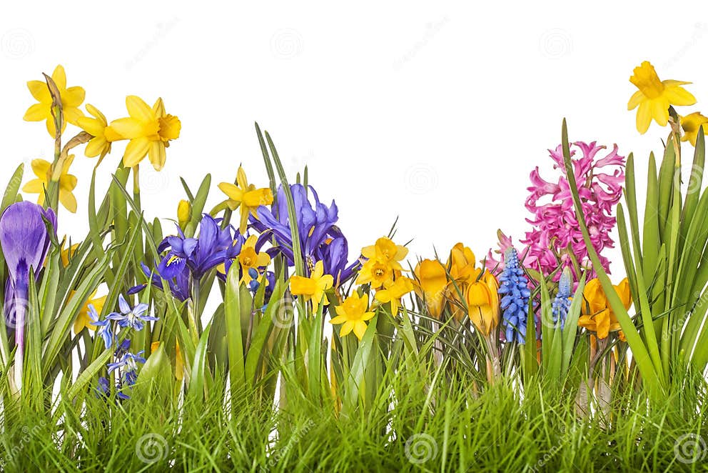 Spring flowers stock image. Image of beautiful, green - 30318295