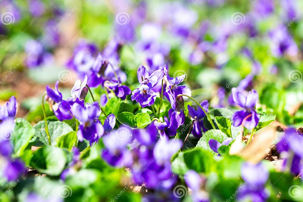Spring Flowers. Violet Violets Flowers Bloom in the Spring Forest ...
