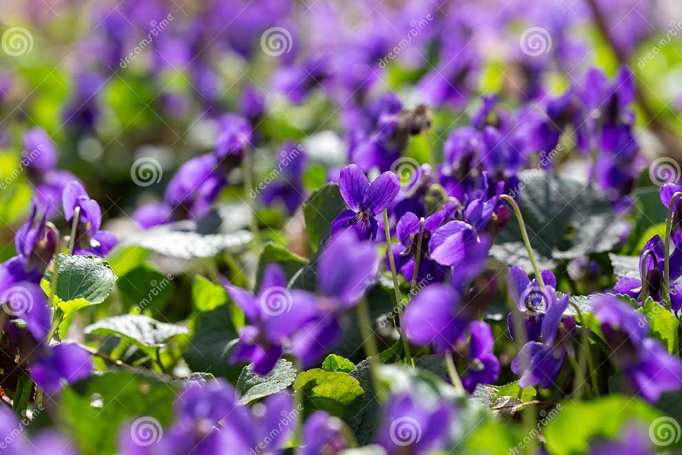 Spring Flowers. Violet Violets Flowers Bloom in the Spring Forest ...
