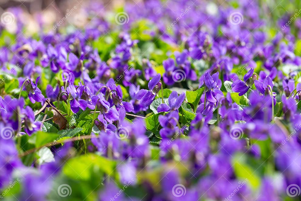 Spring Flowers. Violet Violets Flowers Bloom in the Spring Forest ...