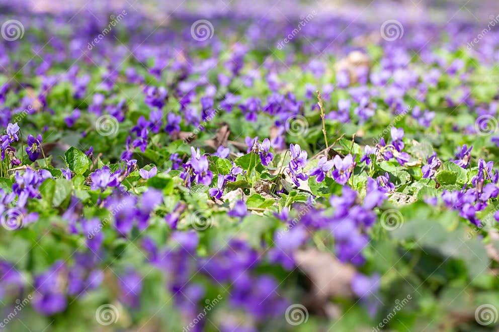 Spring Flowers. Violet Violets Flowers Bloom in the Spring Forest ...