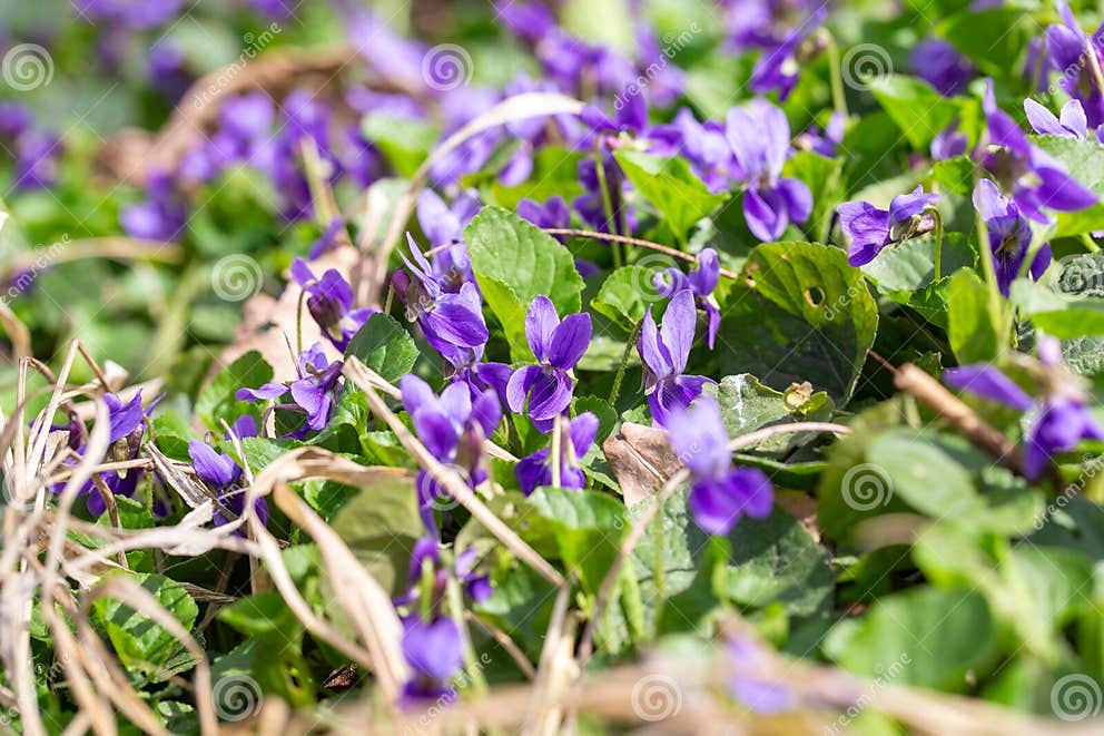 Spring Flowers. Violet Violets Flowers Bloom in the Spring Forest Stock ...