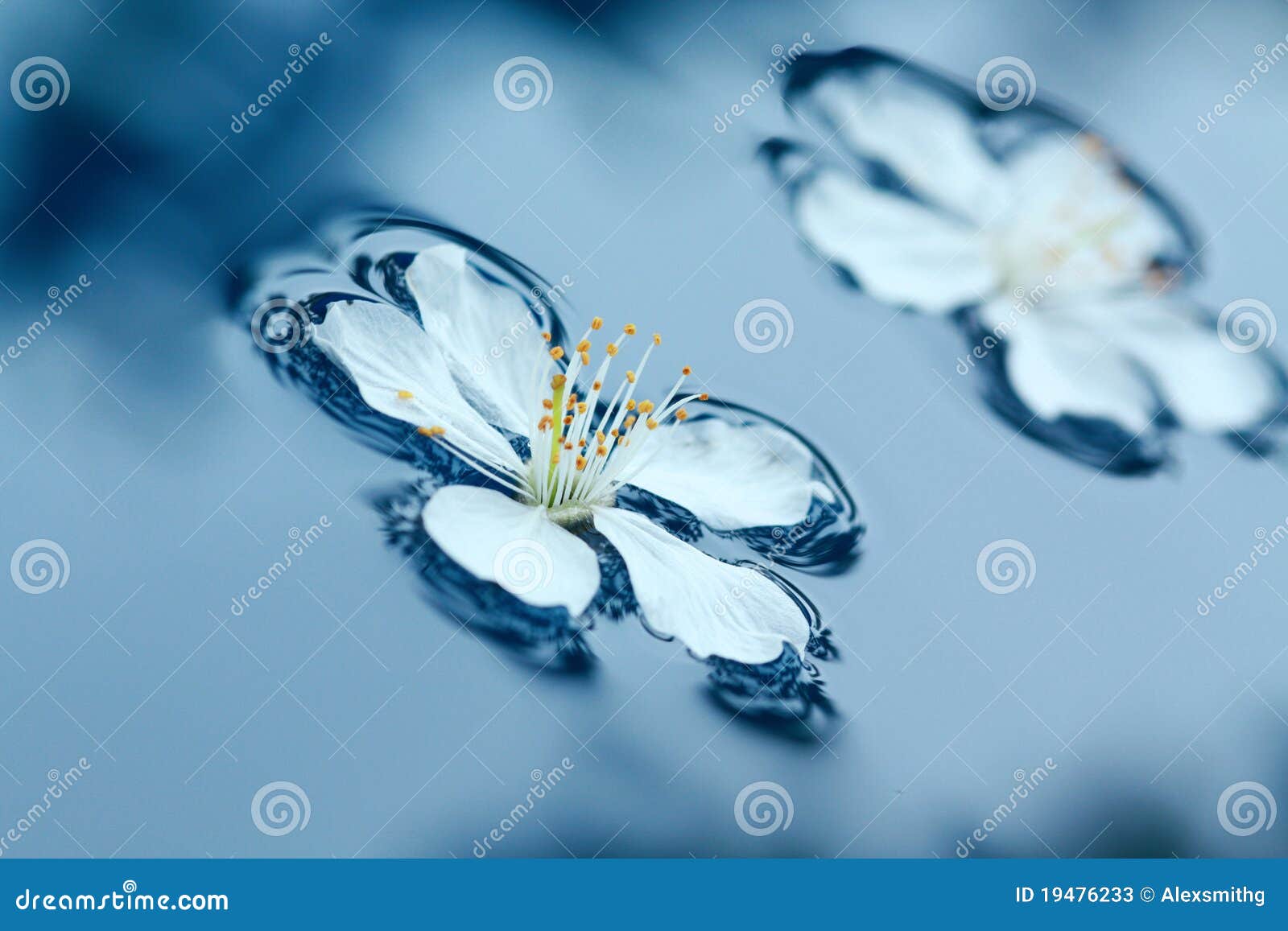 Spring flowers in water stock image. Image of floating - 19476233