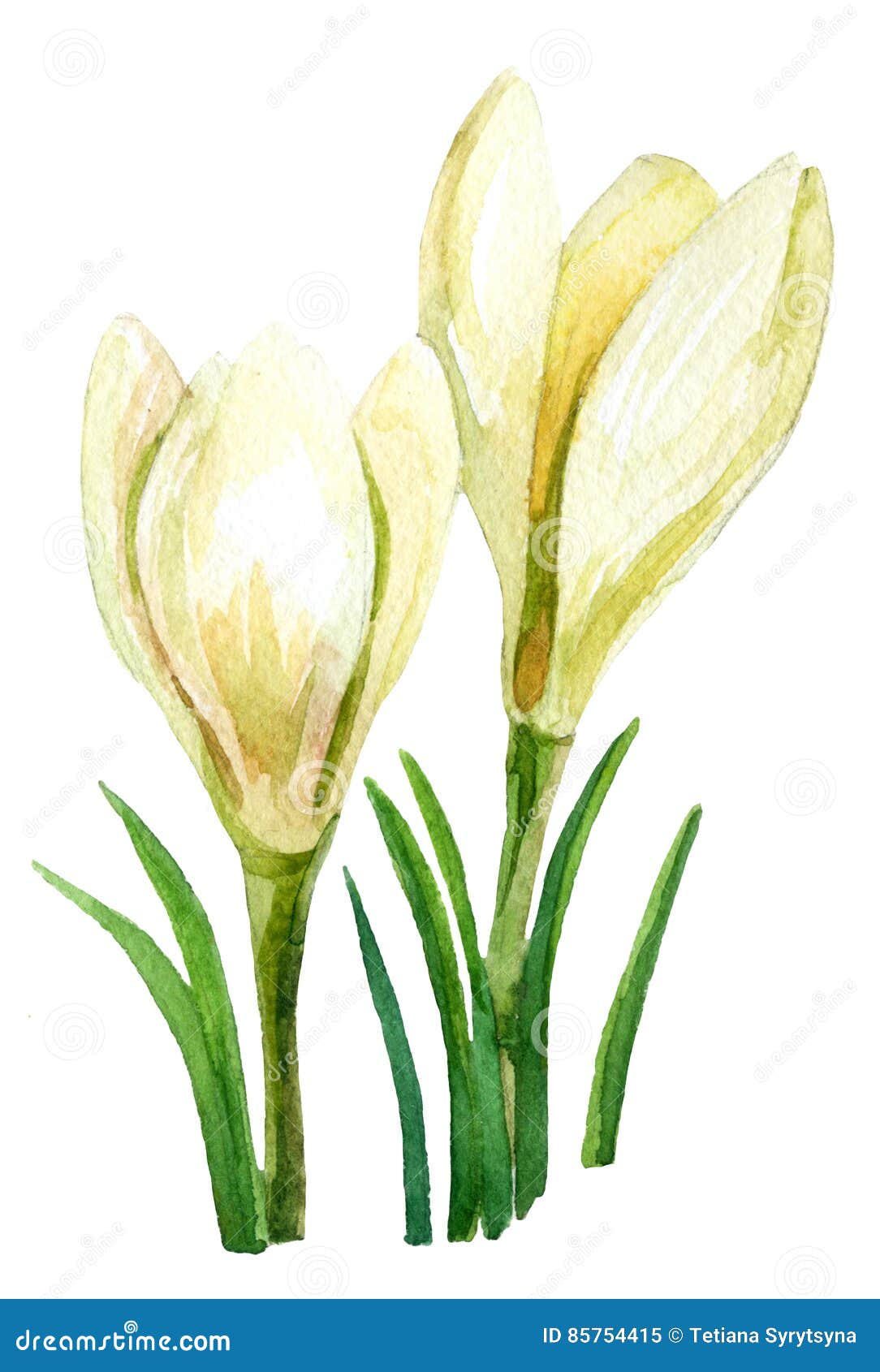 Spring Flowers Watercolor Illustration. Crocus. Stock Illustration ...