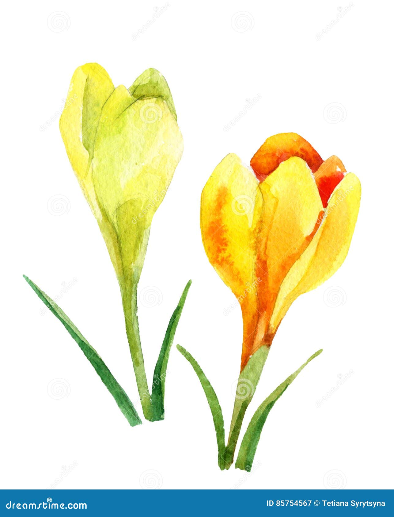 Spring Flowers Watercolor Illustration. Crocus. Stock Illustration ...