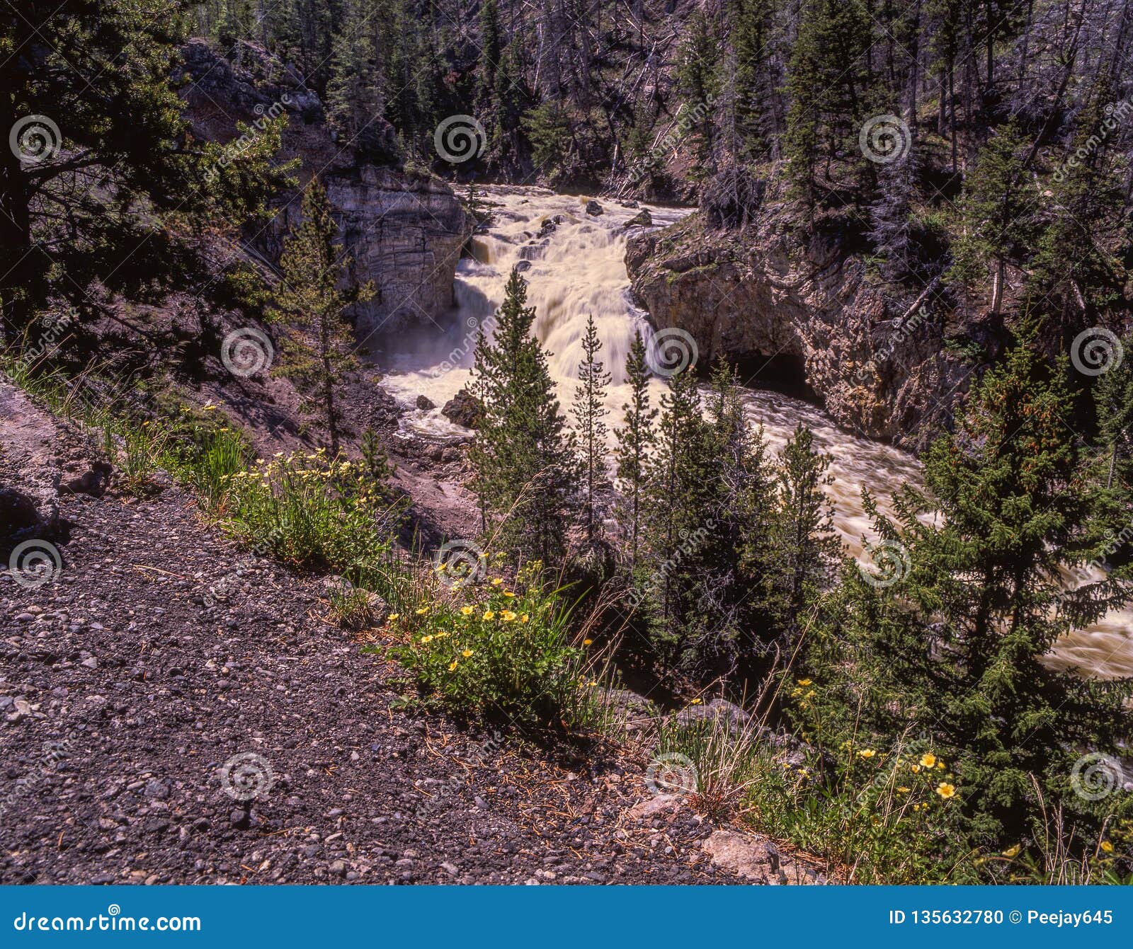 Spring Flowers and Waterfall Stock Photo - Image of small, yellow ...