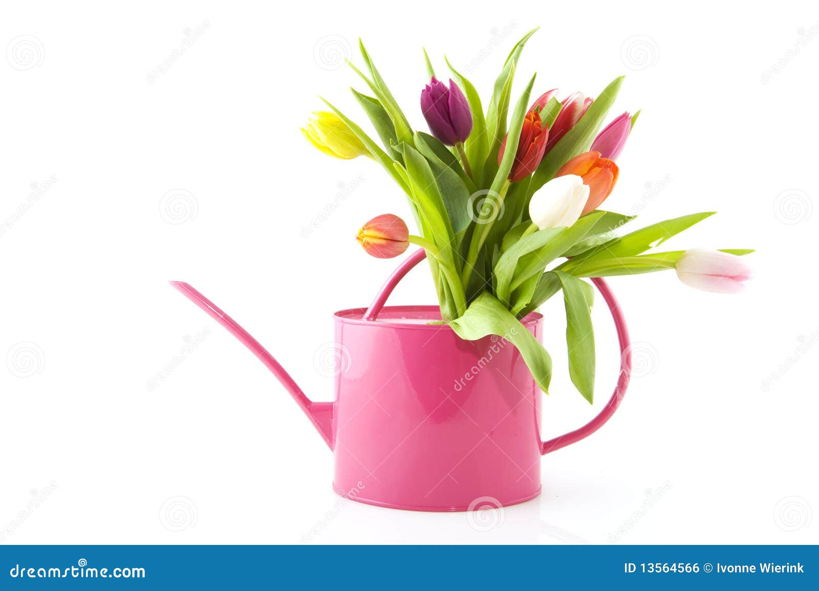 Spring Flowers in Watering Can Stock Photo - Image of pink, watering ...