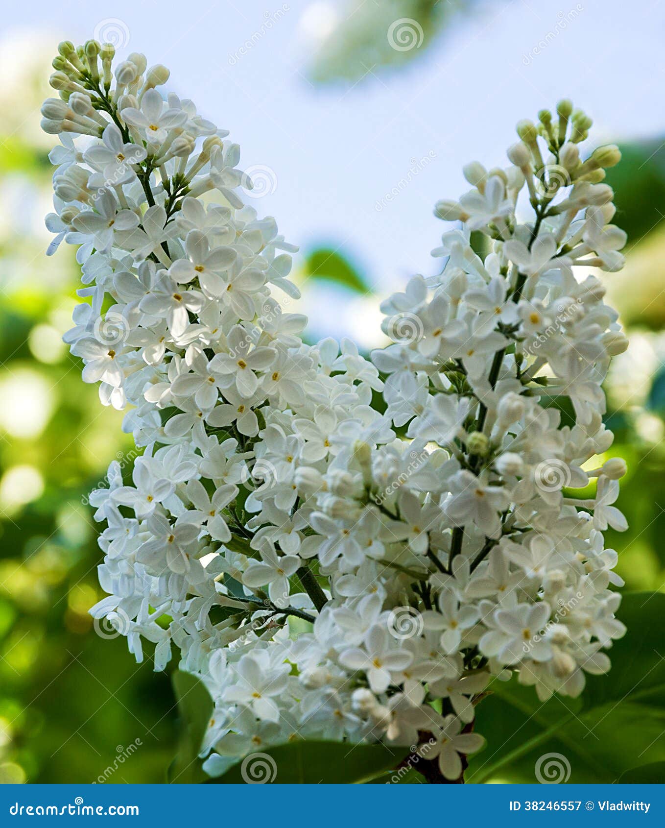Spring flowers white stock image. Image of nature, flora - 38246557