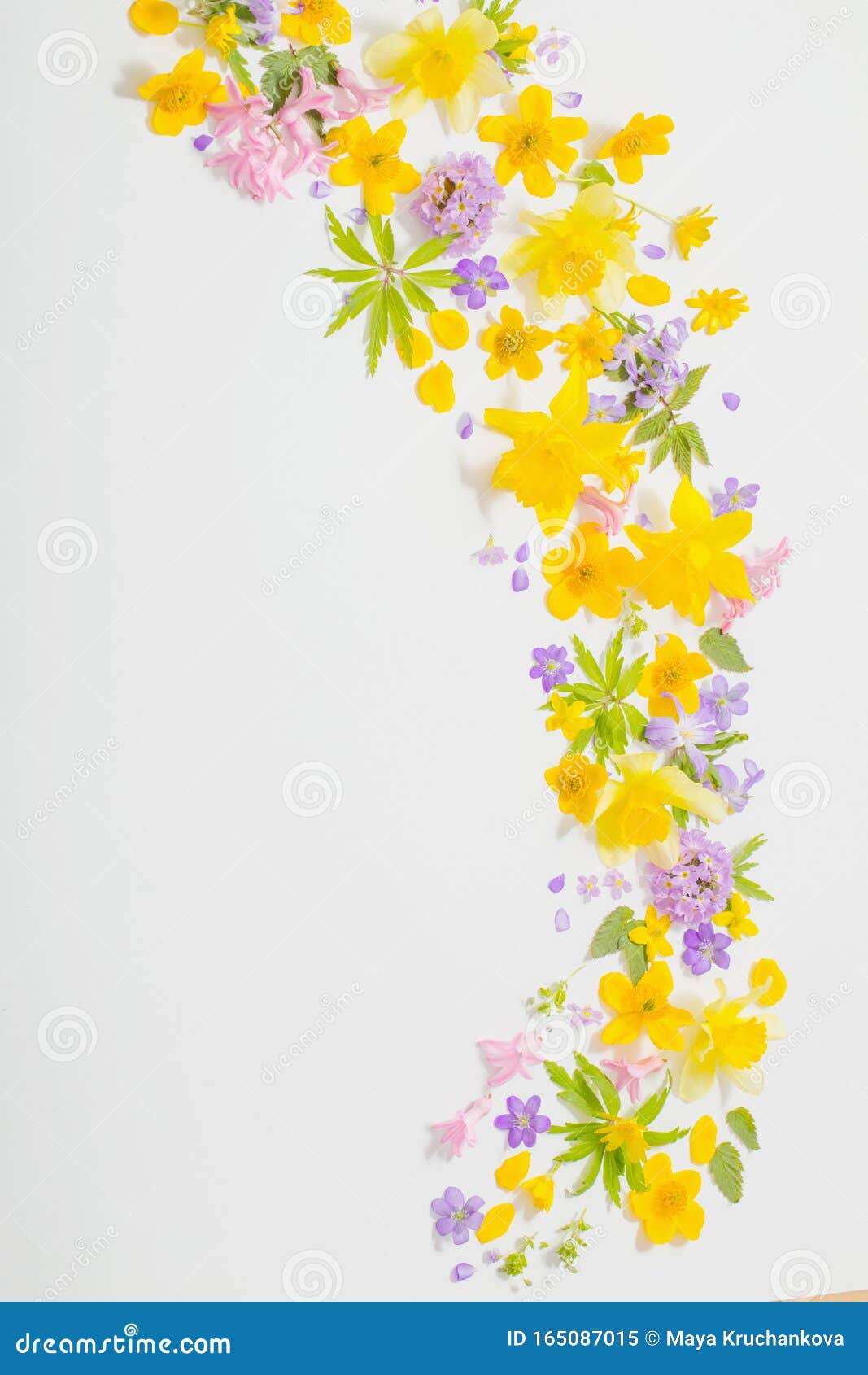 Spring Flowers on White Background Stock Image - Image of head ...