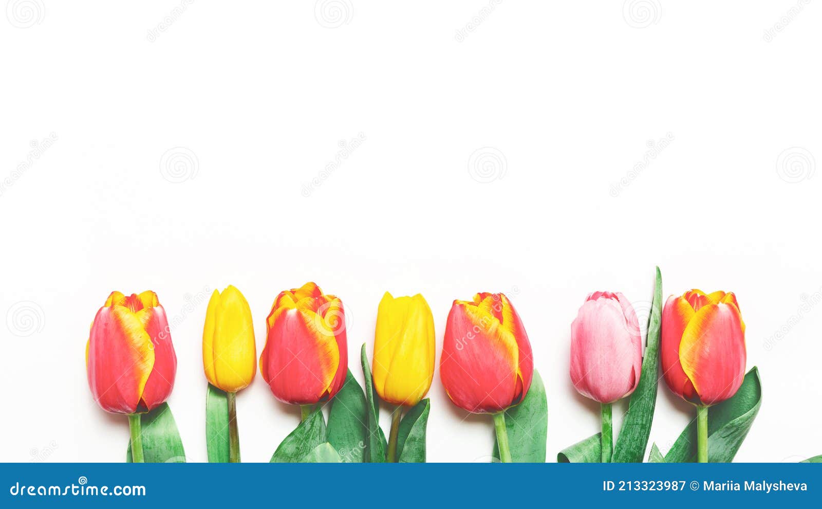 Spring Flowers on White Background Stock Image - Image of floral ...
