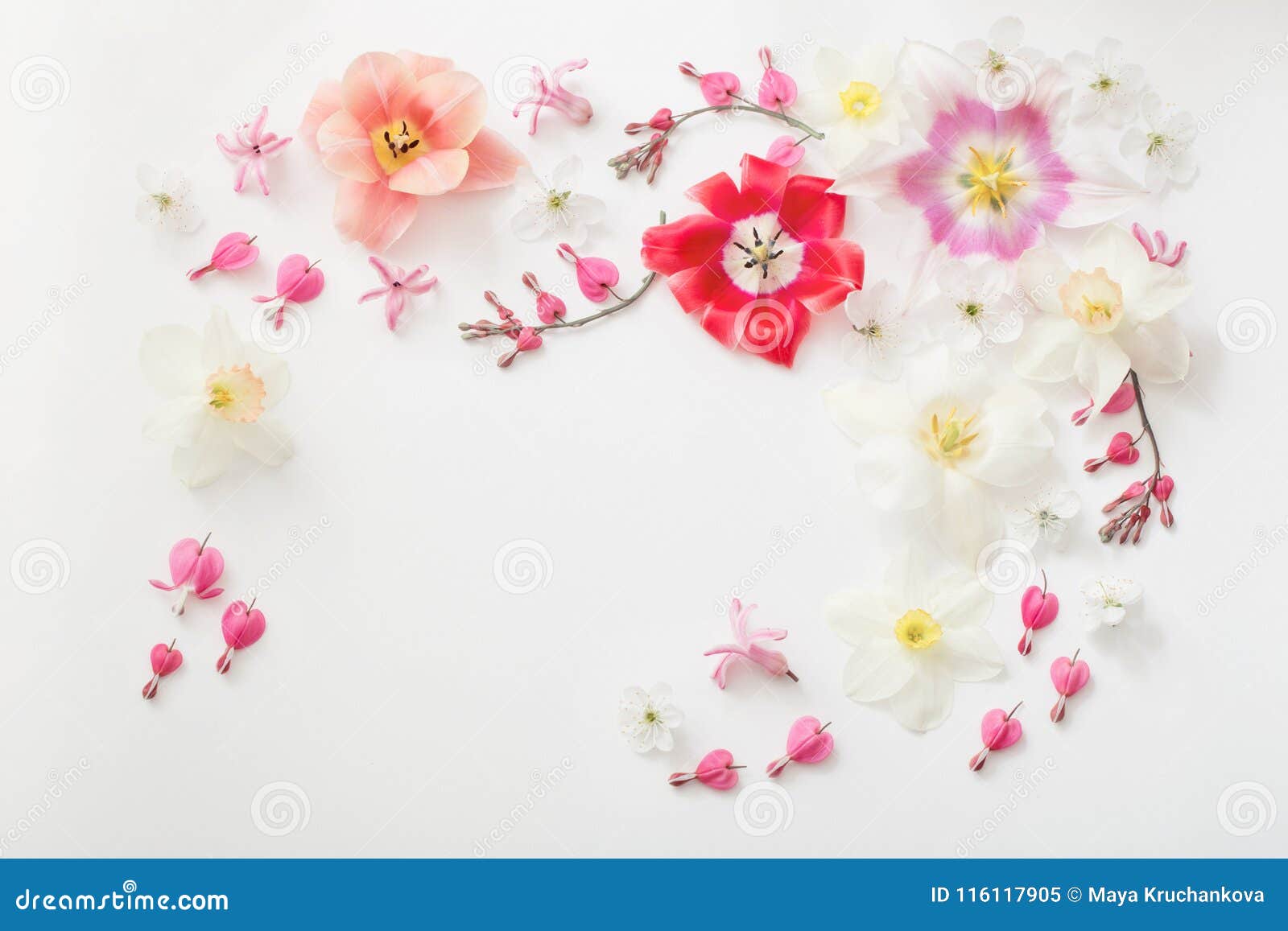 Spring Flowers on White Background Stock Image - Image of leaf, closeup ...