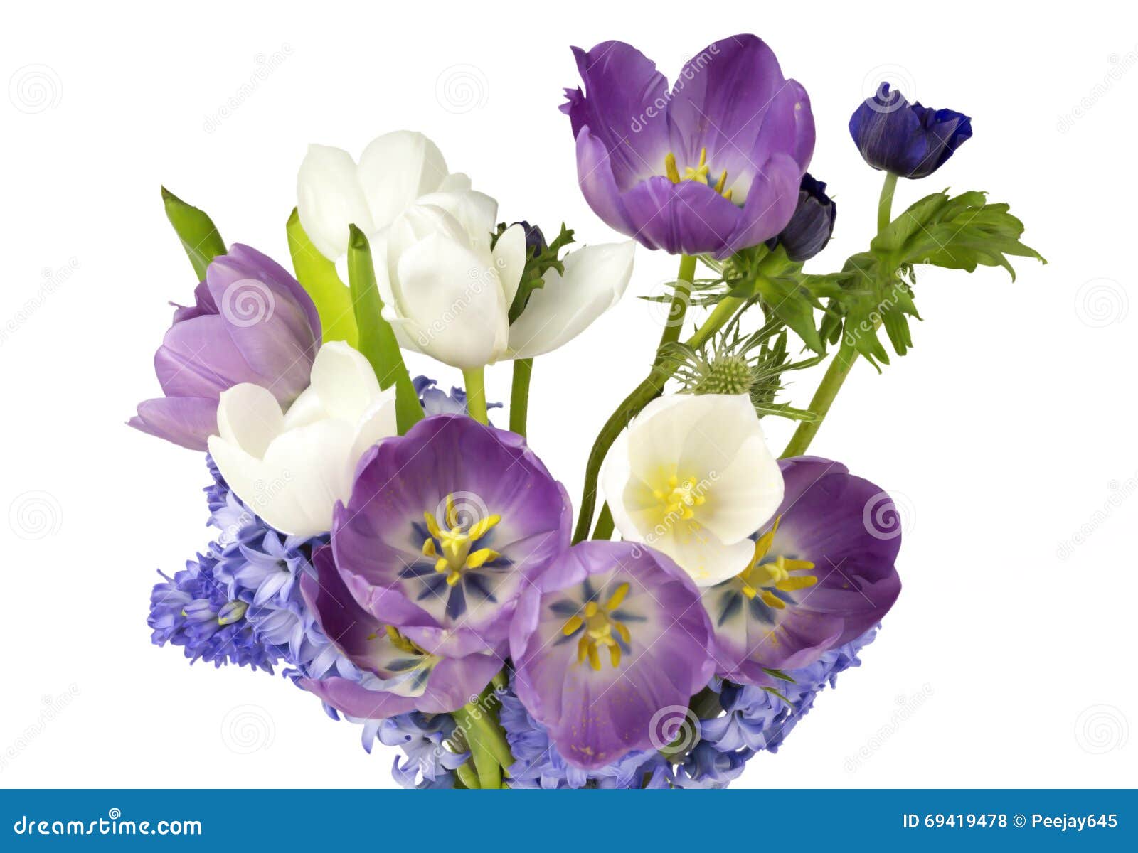Spring Flowers on White Background Stock Photo - Image of spring ...