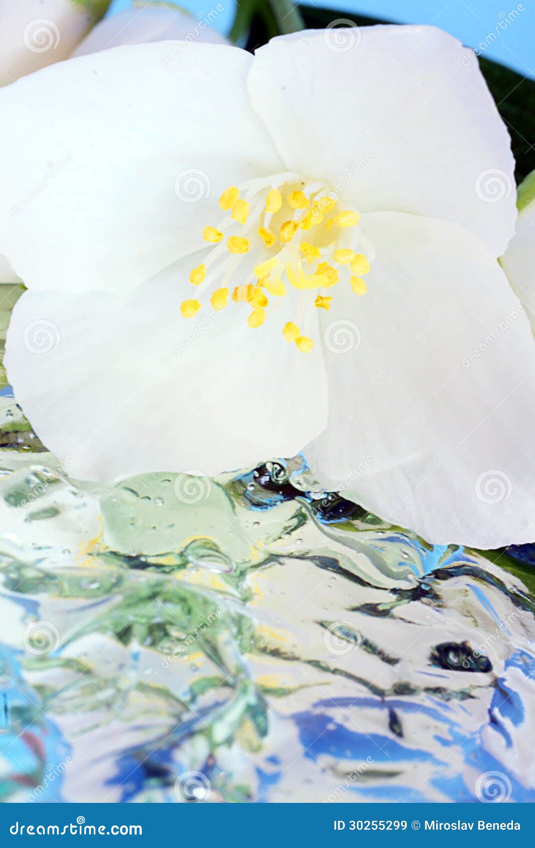 Jasmine with water stock image. Image of bunch, botanic - 30255299