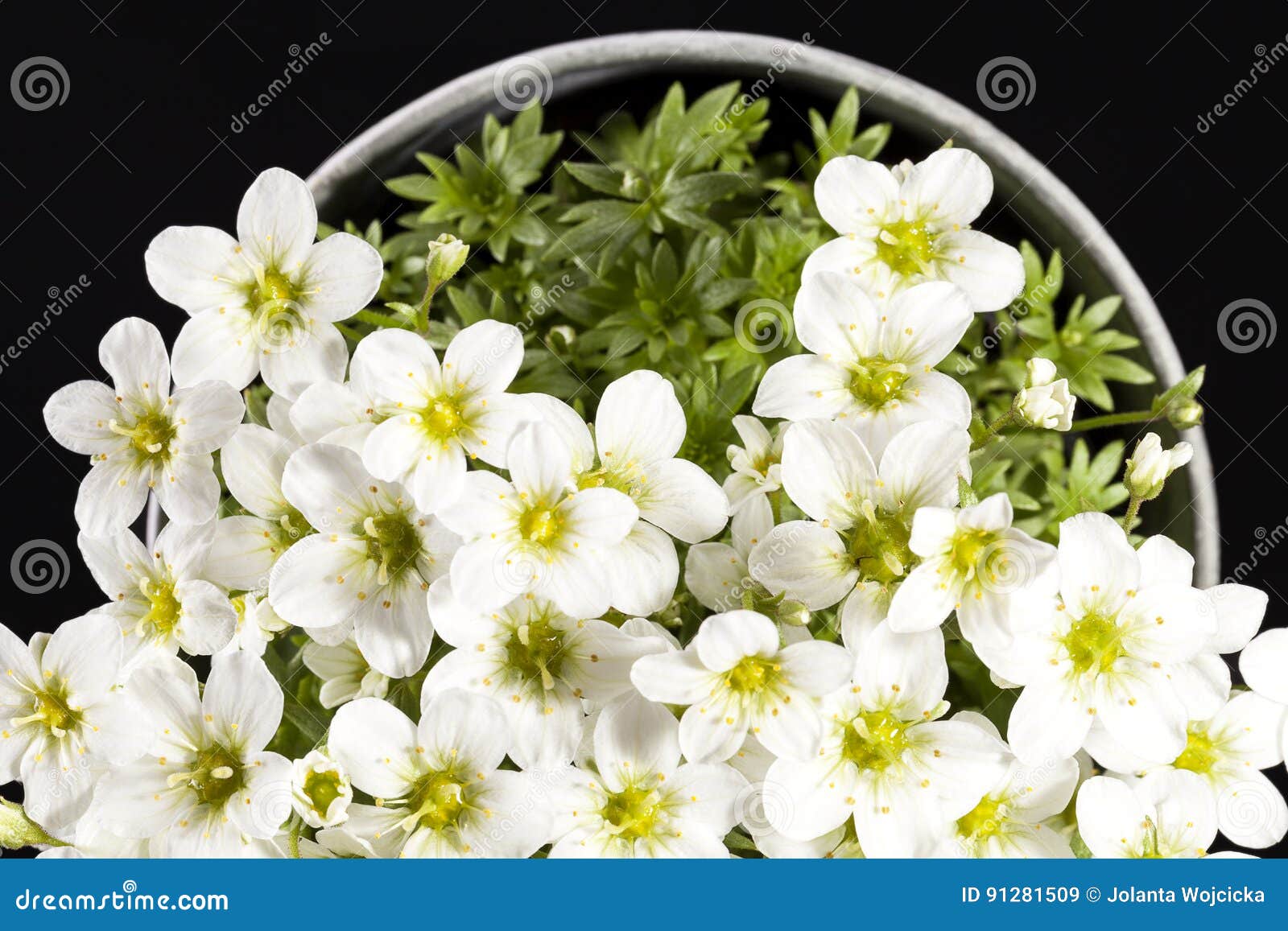 Saxifraga Paniculata Alpine Saxifrage Blooming In The Garden Royalty ...