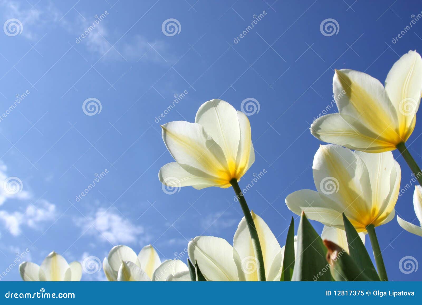 Spring Flowers - White Tulips Stock Image - Image of romantic, bright ...