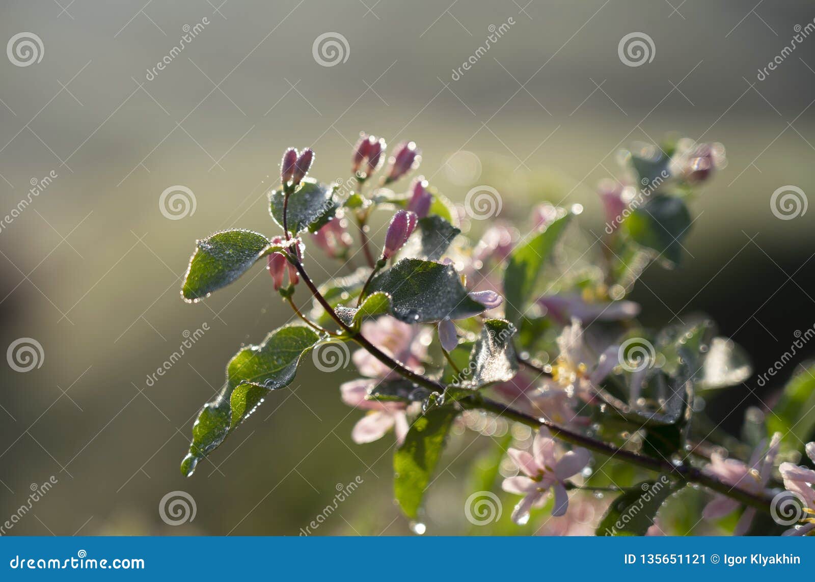 Spring Flowers on a Wild Bush Close-up Stock Image - Image of beautiful ...