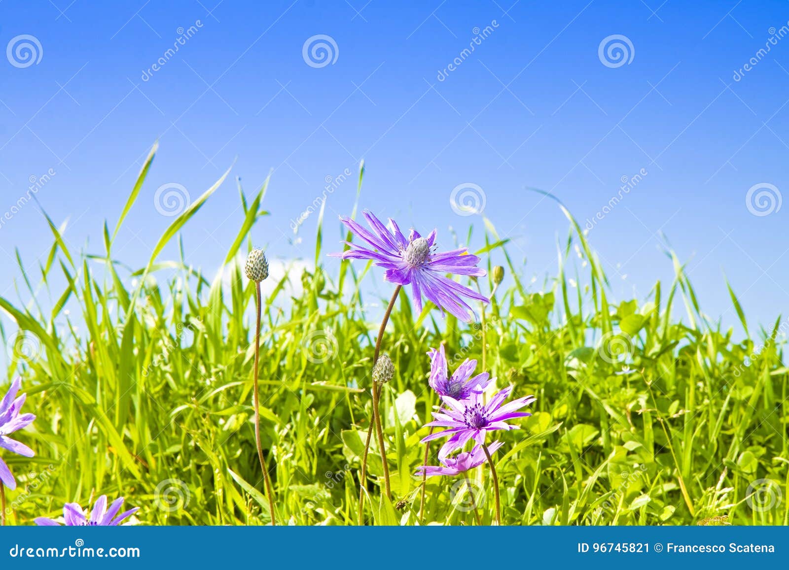 Spring Flowers in a Wild Grass Field - Image with Copy Space Stock ...
