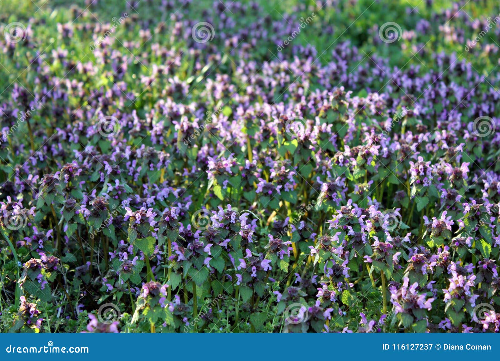 Wild flower fields stock image. Image of fields, outdoor - 116127237
