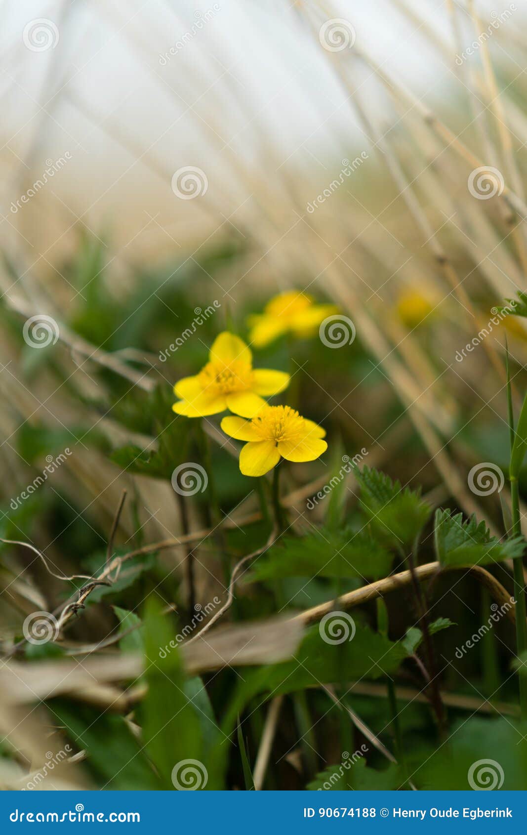 Spring Flowers in the Wild on a Sunny Day Stock Photo - Image of ...