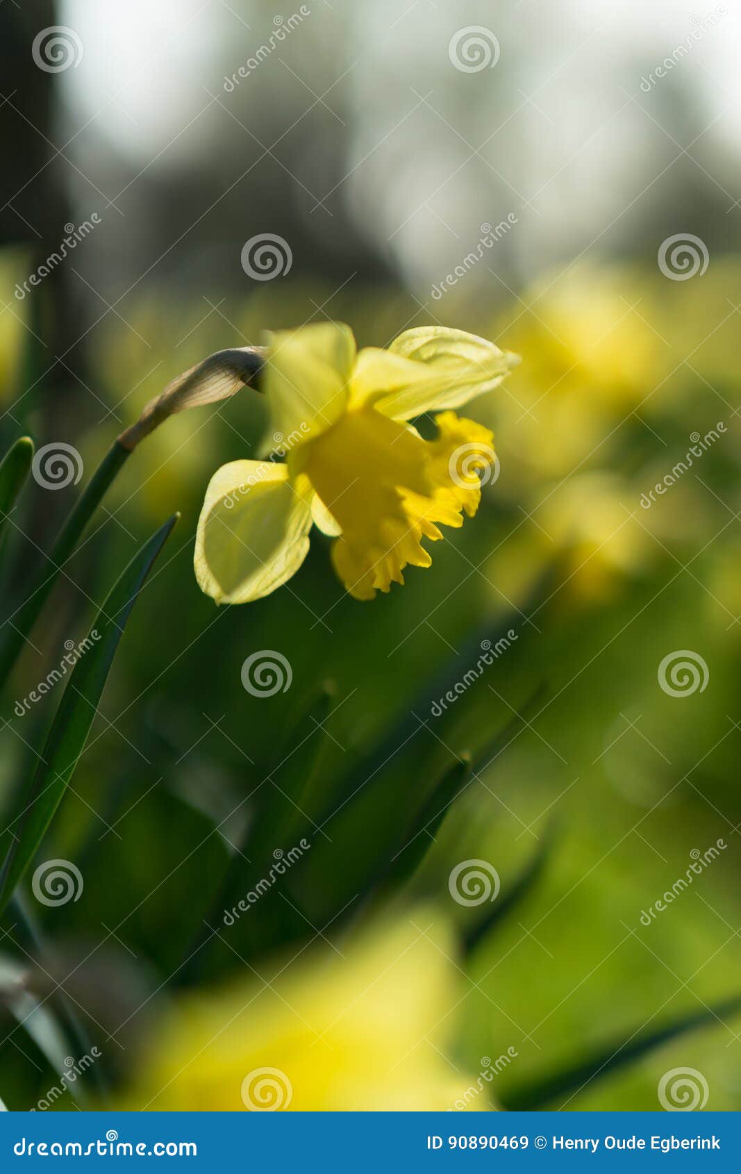 Spring Flowers in the Wild on a Sunny Day Stock Image - Image of ...