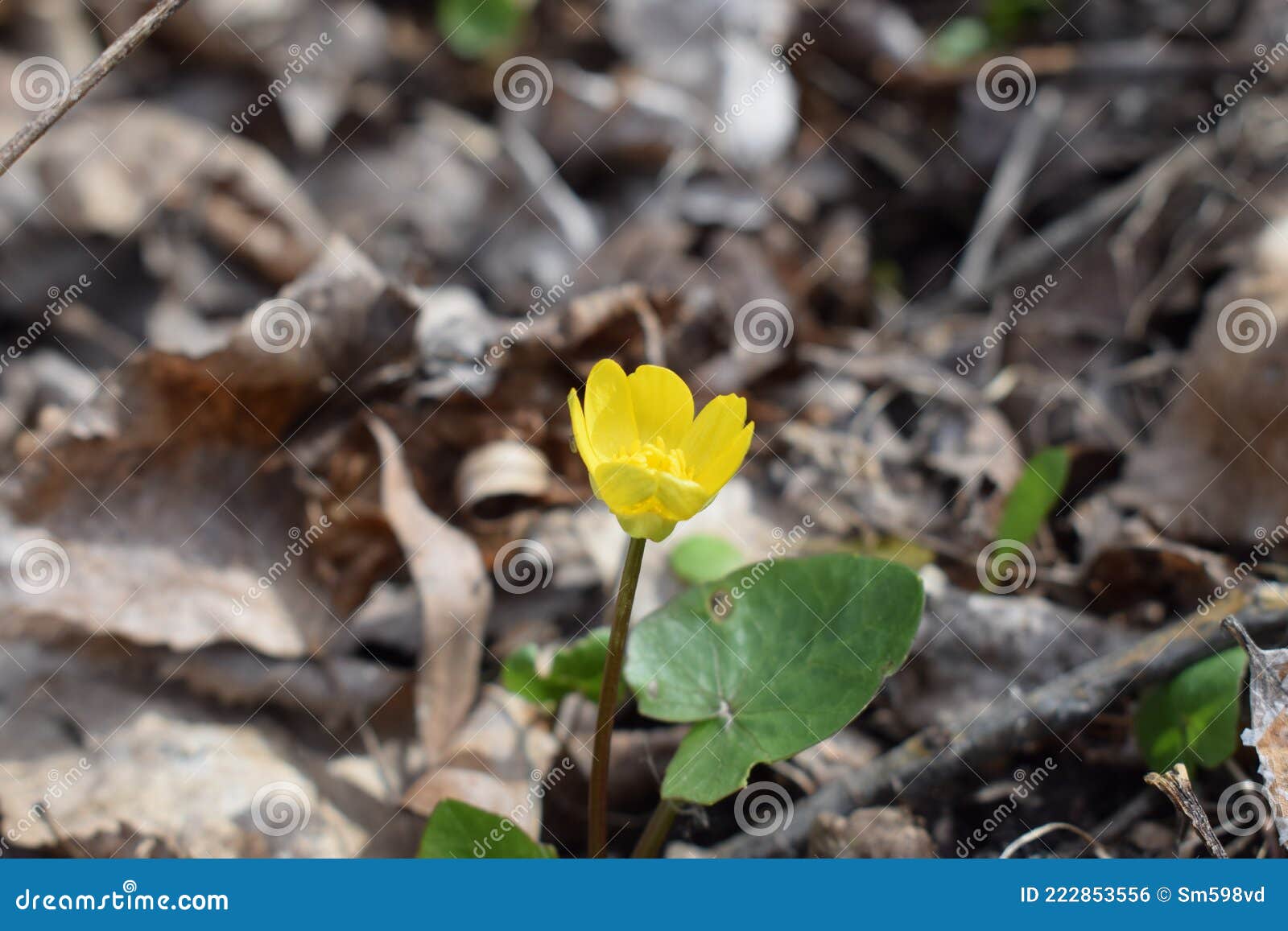 Spring Flowers Wood Flowers and Leaves Stock Photo - Image of green ...