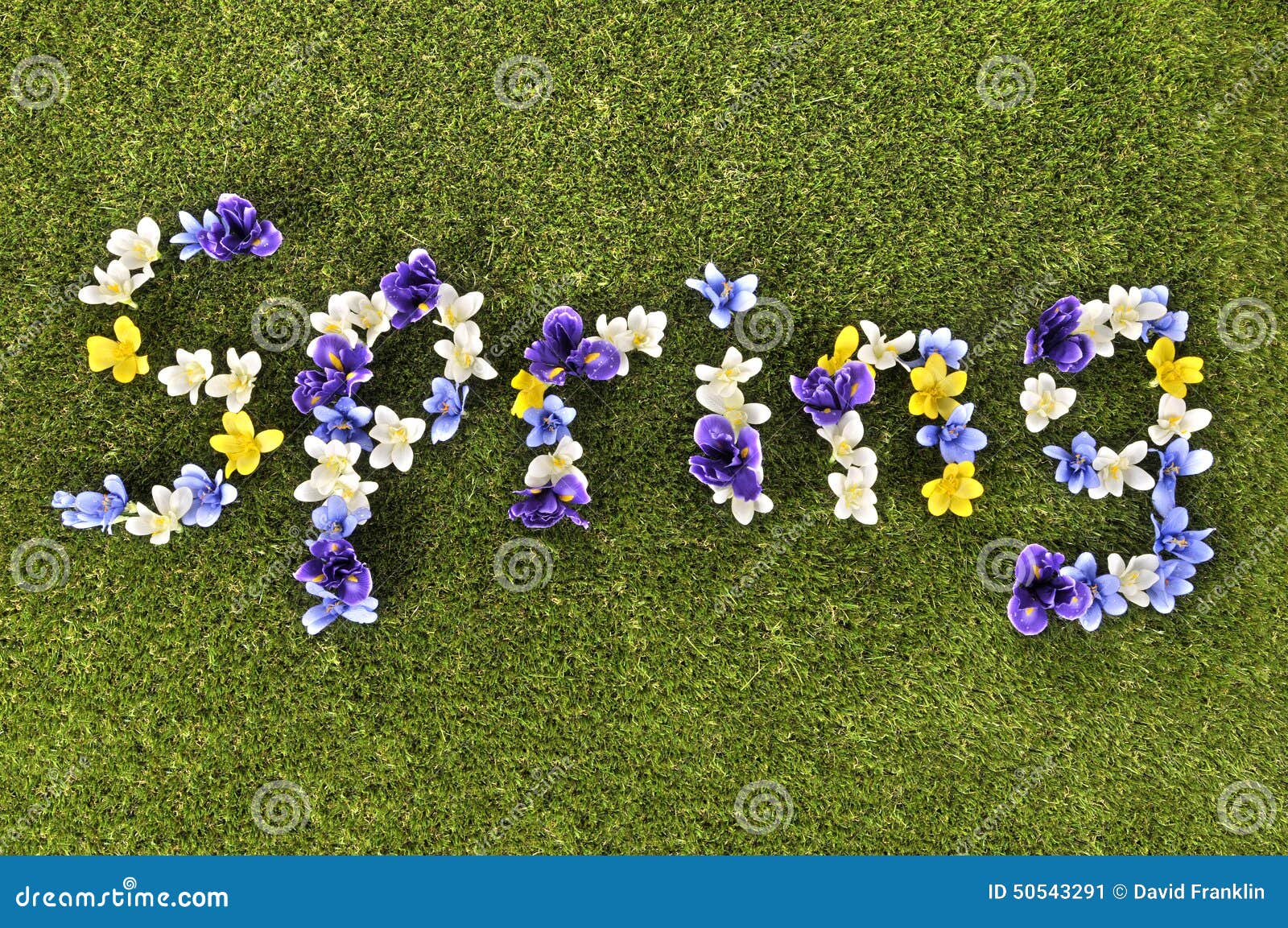 Spring flowers stock image. Image of group, flower, lawn - 50543291