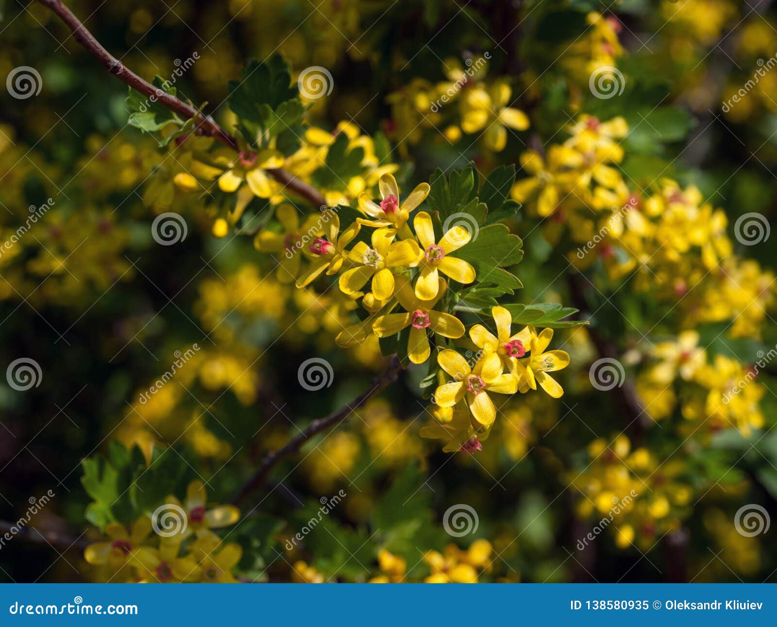 Spring Flowers. Yellow Flowers Closeup Stock Image - Image of easter ...