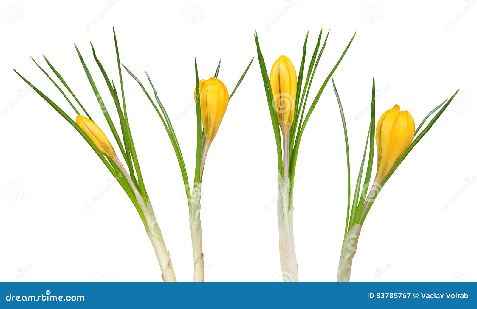 Spring Flowers of Yellow Crocus Stock Image - Image of spring, bloom ...