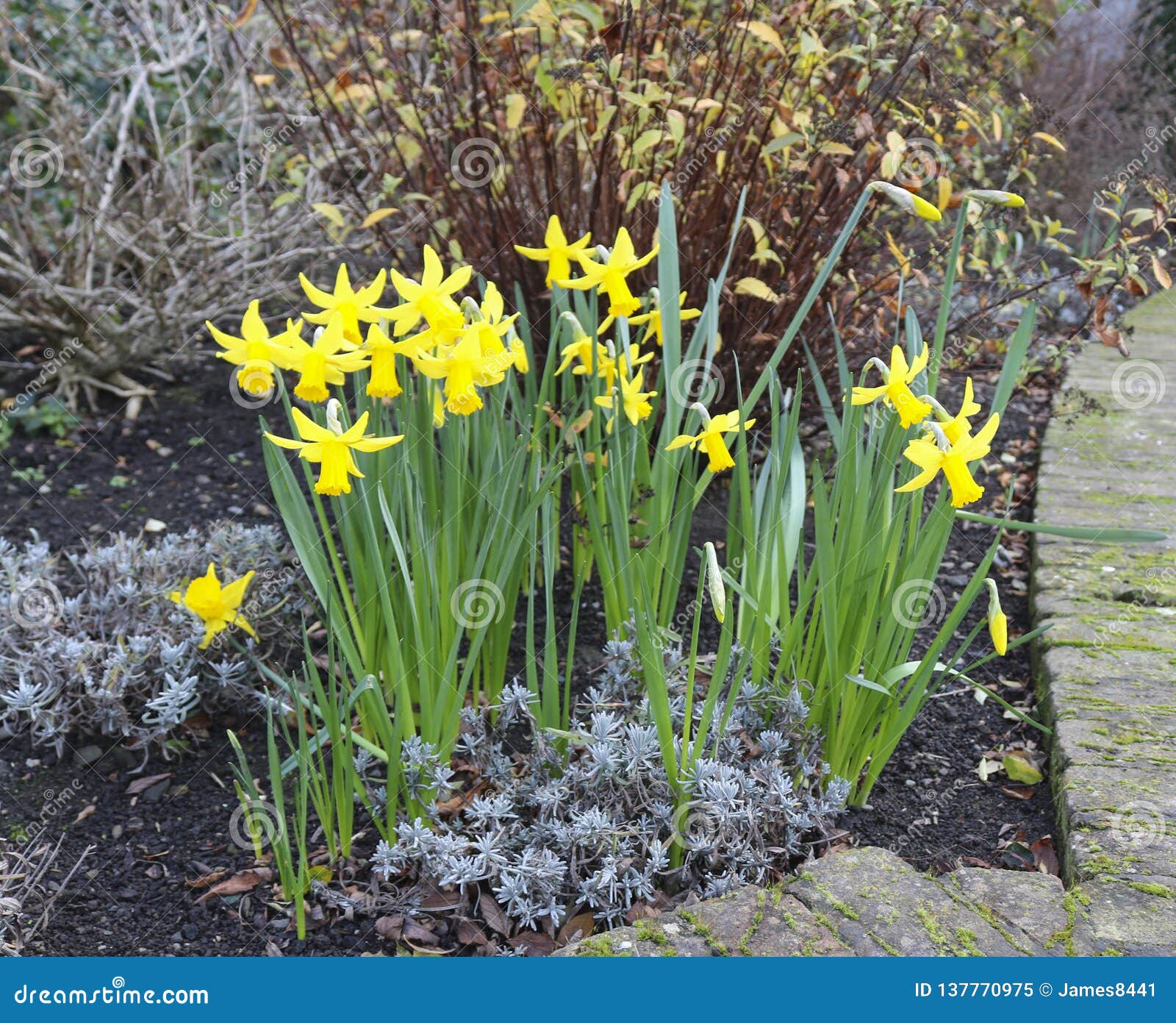 Spring Flowers. Yellow Daffodils. Stock Image - Image of season ...