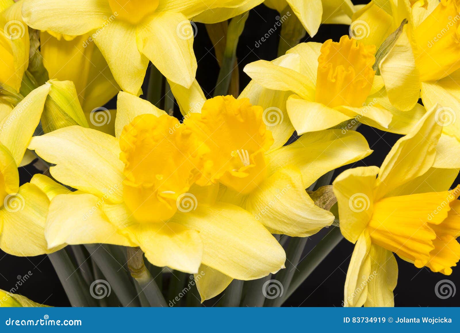 Spring Flowers of Yellow Jonquil on Black Background Stock Image ...