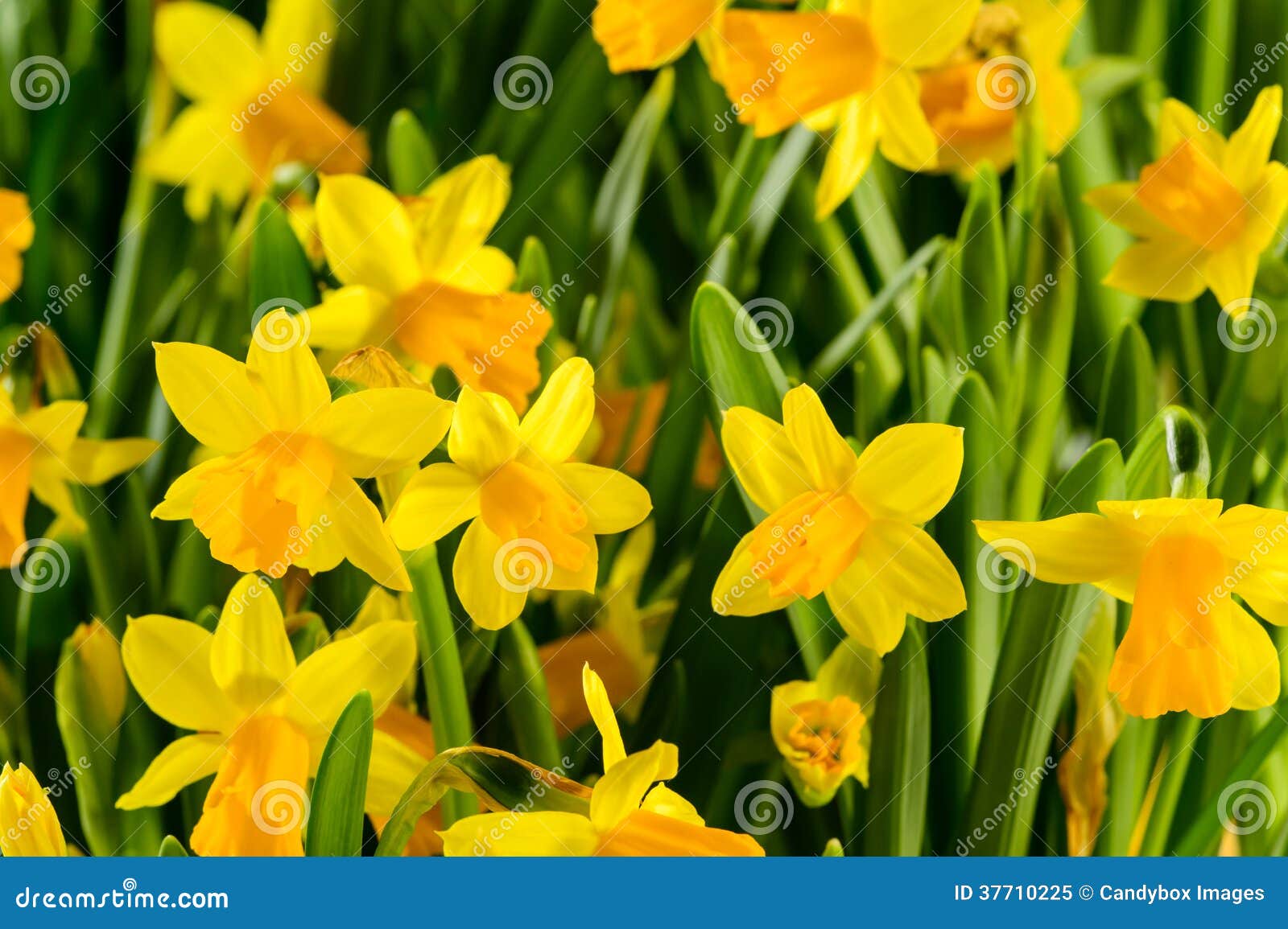 Spring Flowers Yellow Narcissus Stock Image - Image of yellow, spring ...