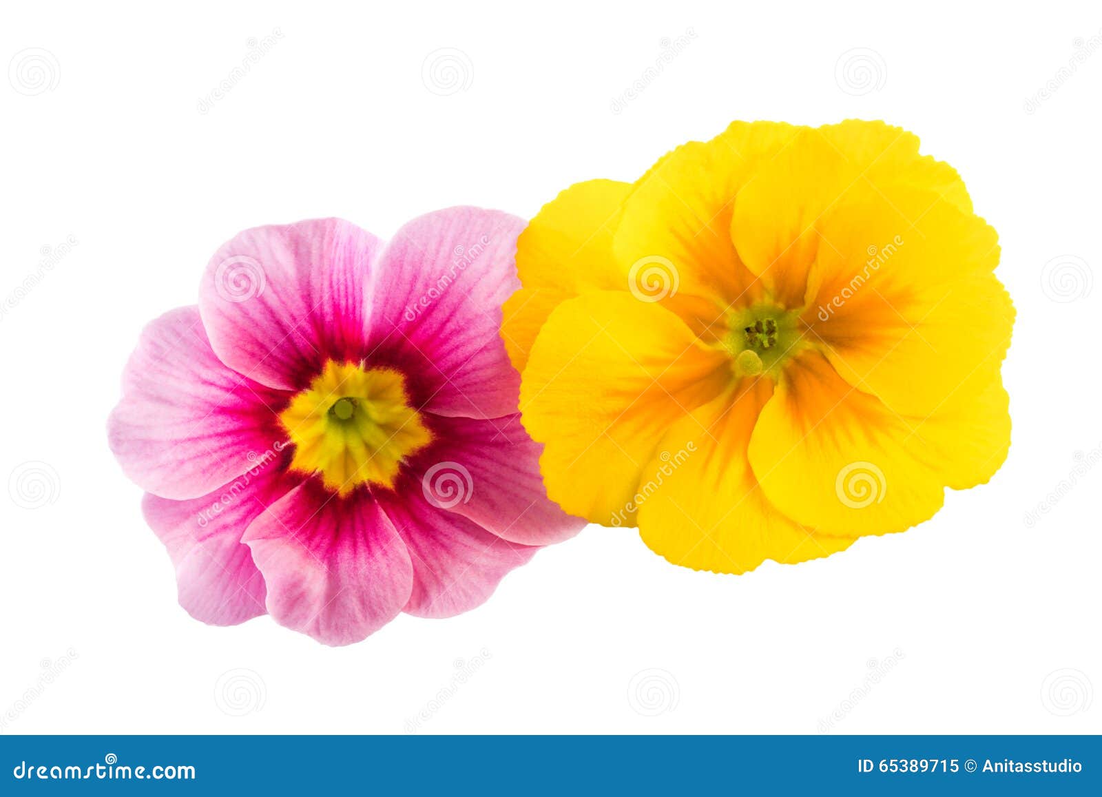 Spring Flowers Yellow Pink Color Stock Image - Image of primula, studio ...