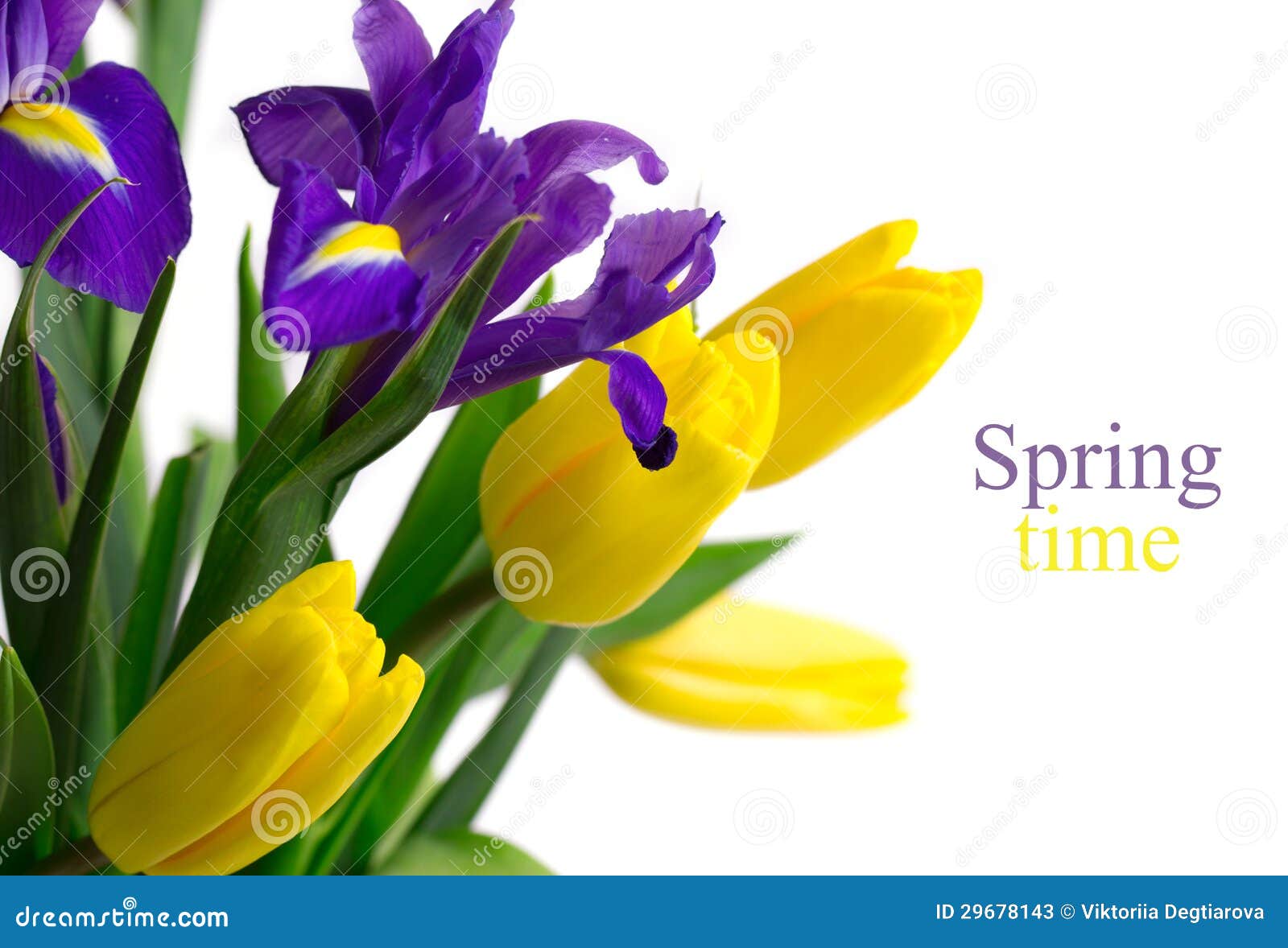Spring Flowers - Yellow Tulips and Blue Irises Stock Image - Image of ...