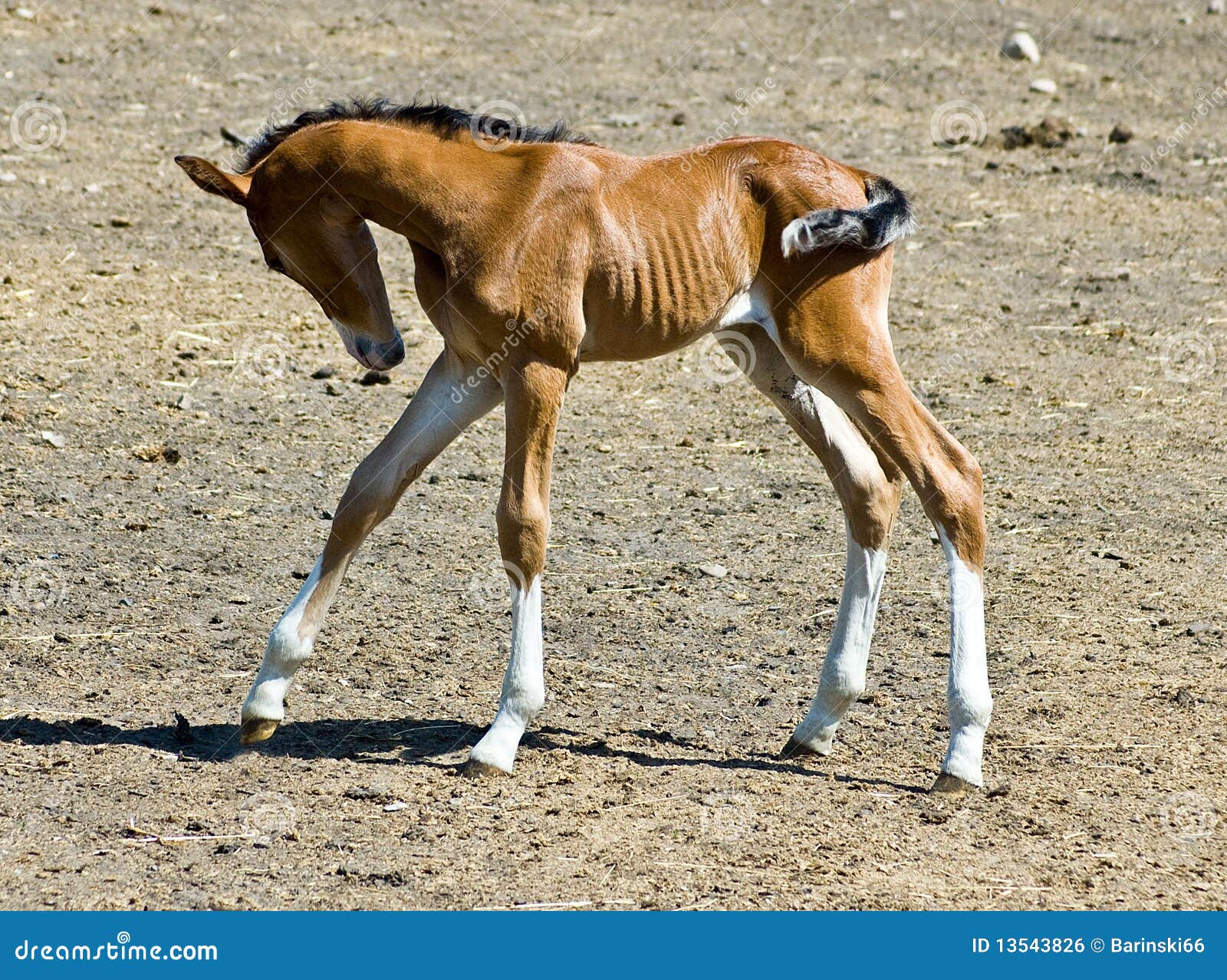 Spring foal stock photo. Image of young, white, brown - 13543826