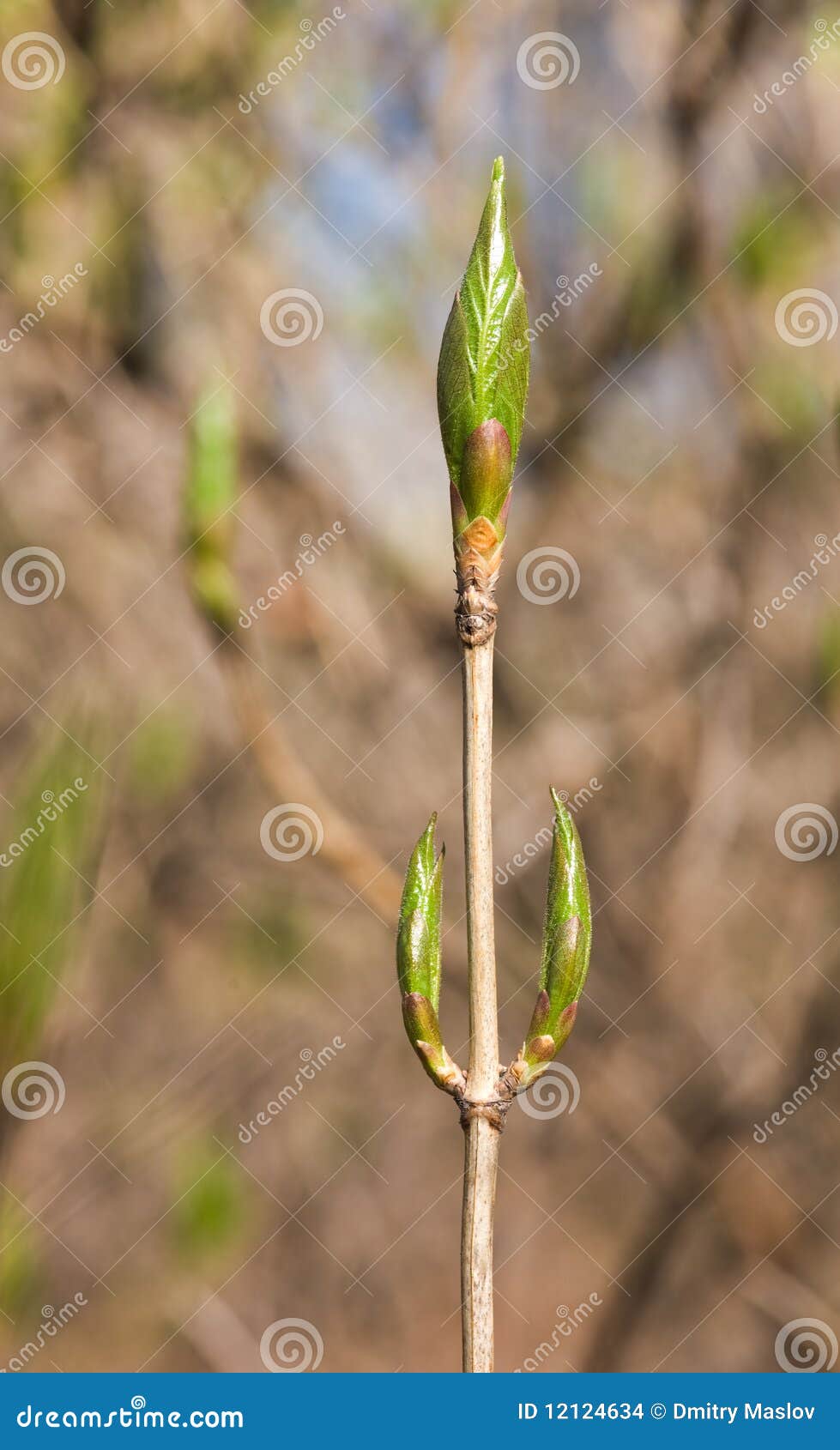 Spring foliage stock photo. Image of outdoors, sunlight - 12124634