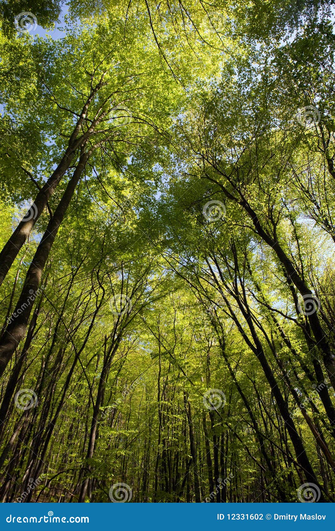 Spring foliage stock photo. Image of crones, wilderness - 12331602