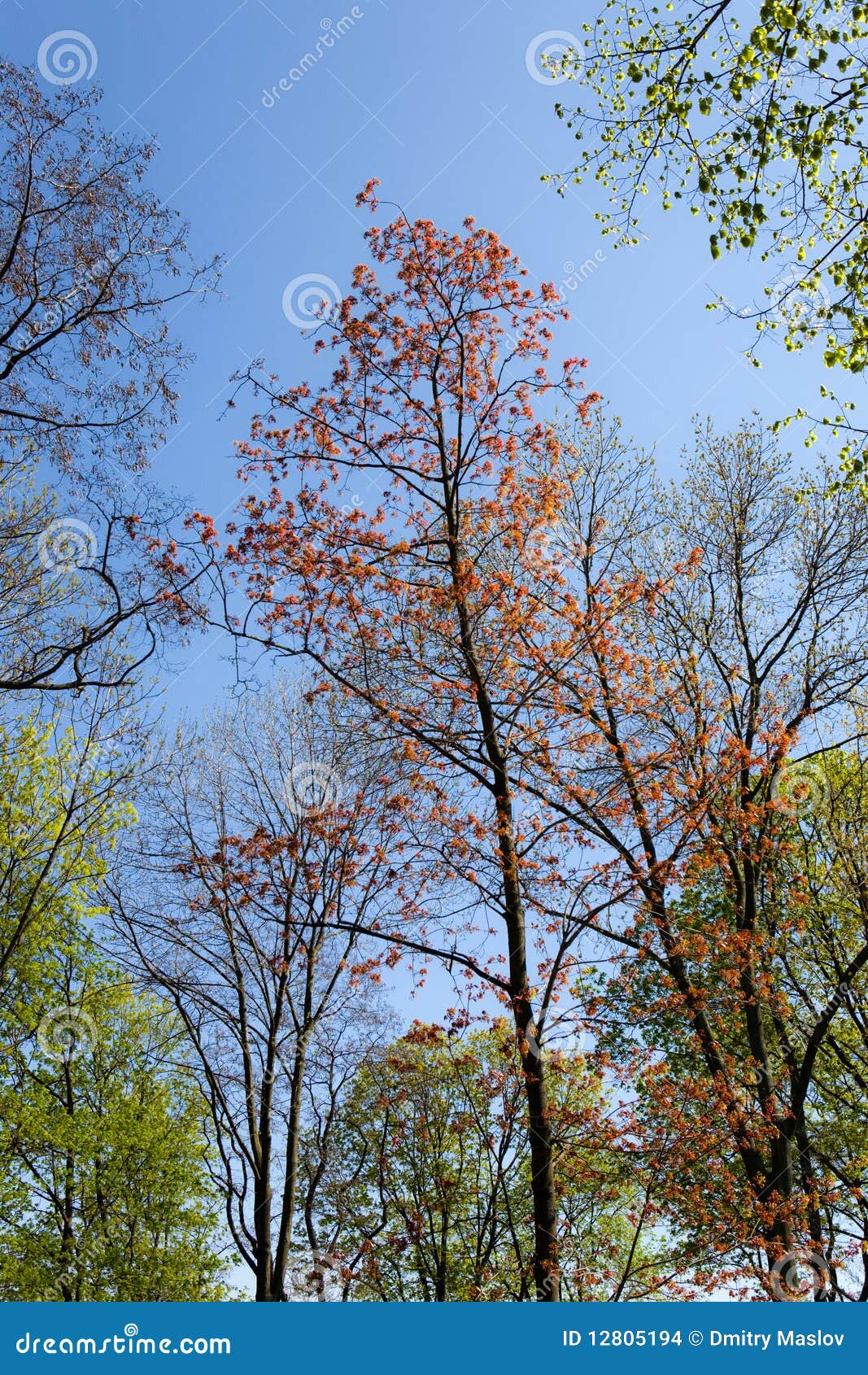 Spring foliage stock photo. Image of blue, wooden, sunlight - 12805194